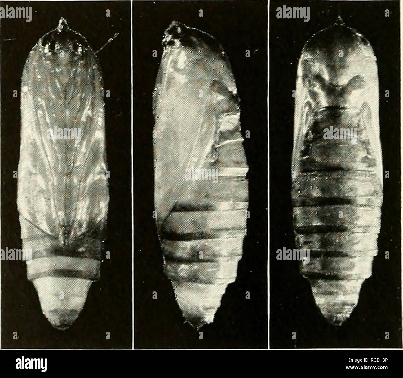 . Bulletin of the Southern California Academy of Sciences. Science ...