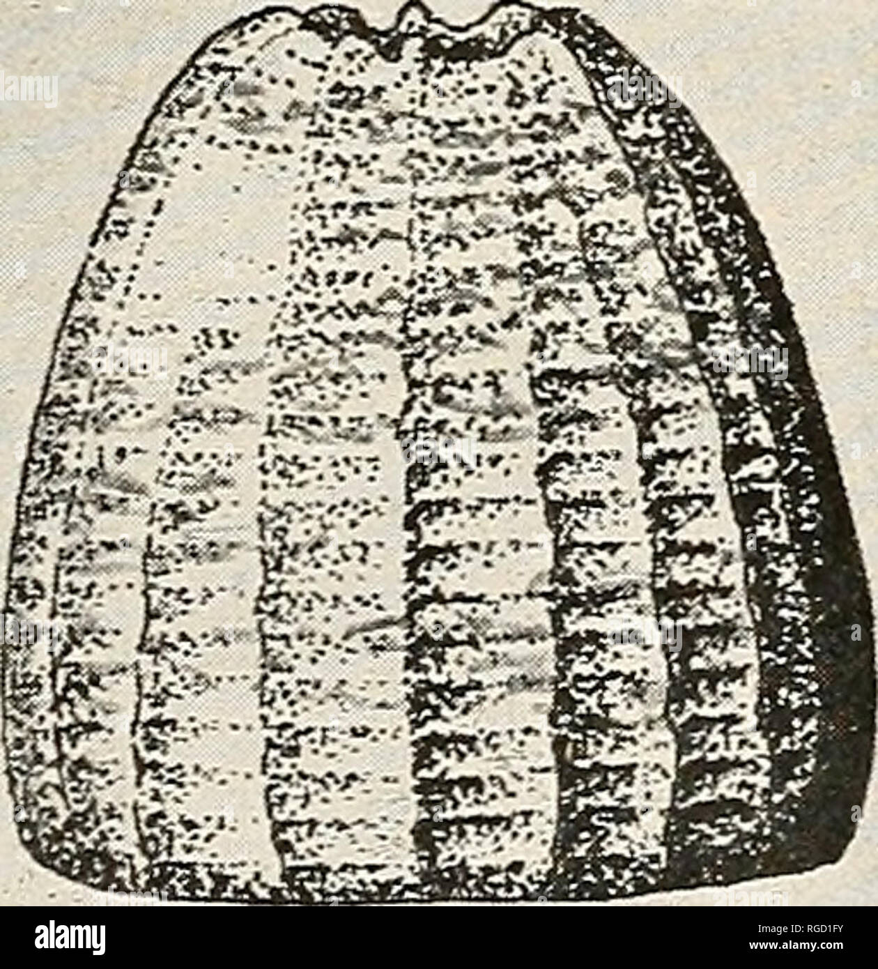 Argyn hi-res stock photography and images - Alamy