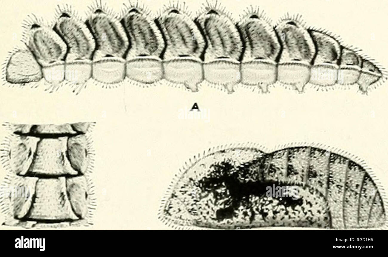 Mid instar larva hi-res stock photography and images - Alamy