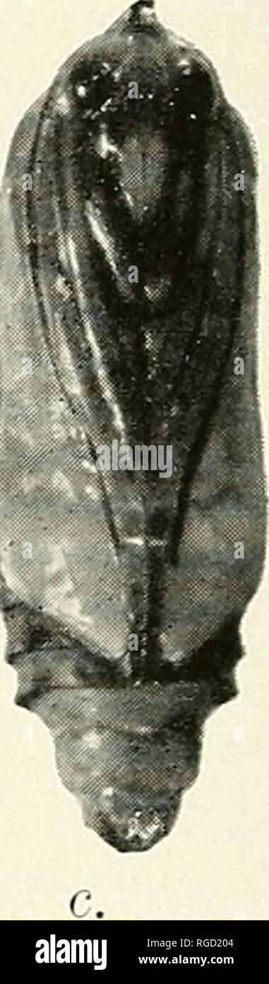 Cremasteric hi-res stock photography and images - Alamy