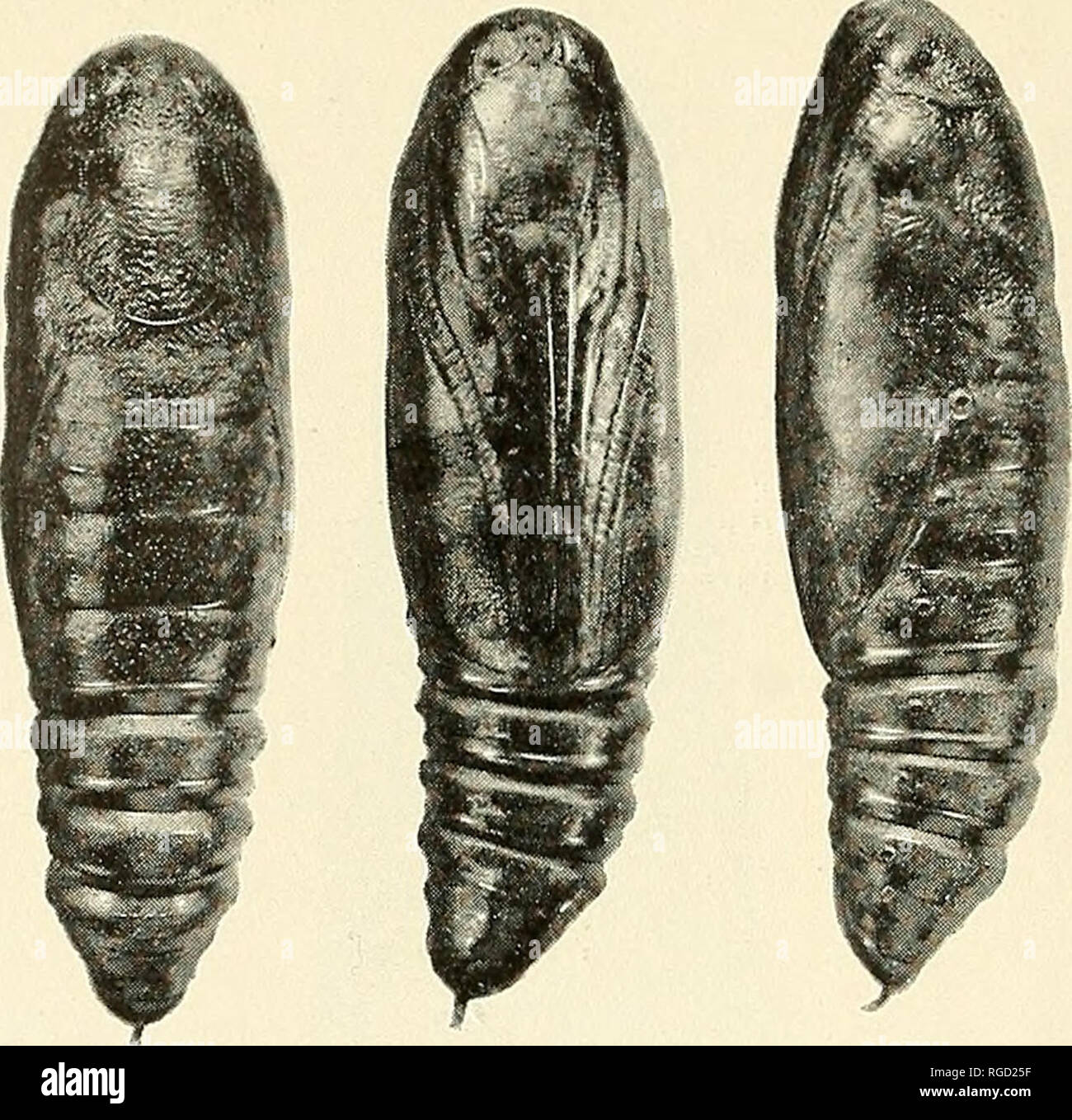 . Bulletin of the Southern California Academy of Sciences. Science ...