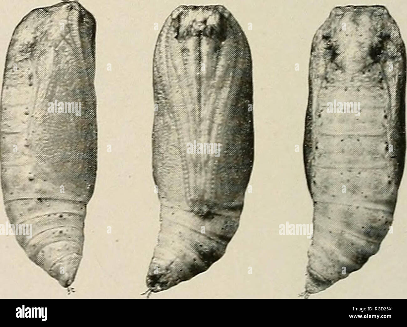 Flattened laterally body hi-res stock photography and images - Alamy