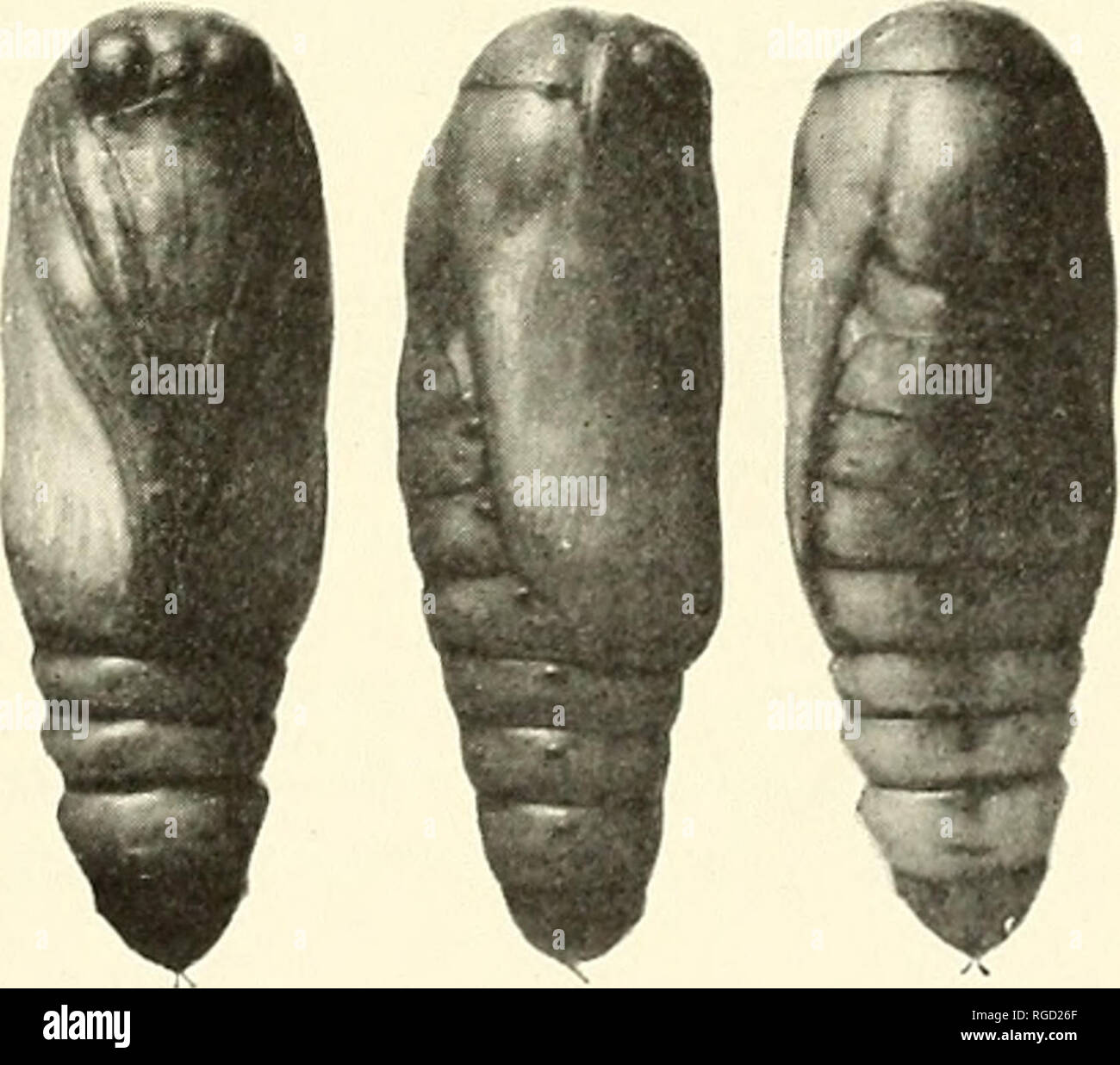 Lighter mottling hi-res stock photography and images - Alamy