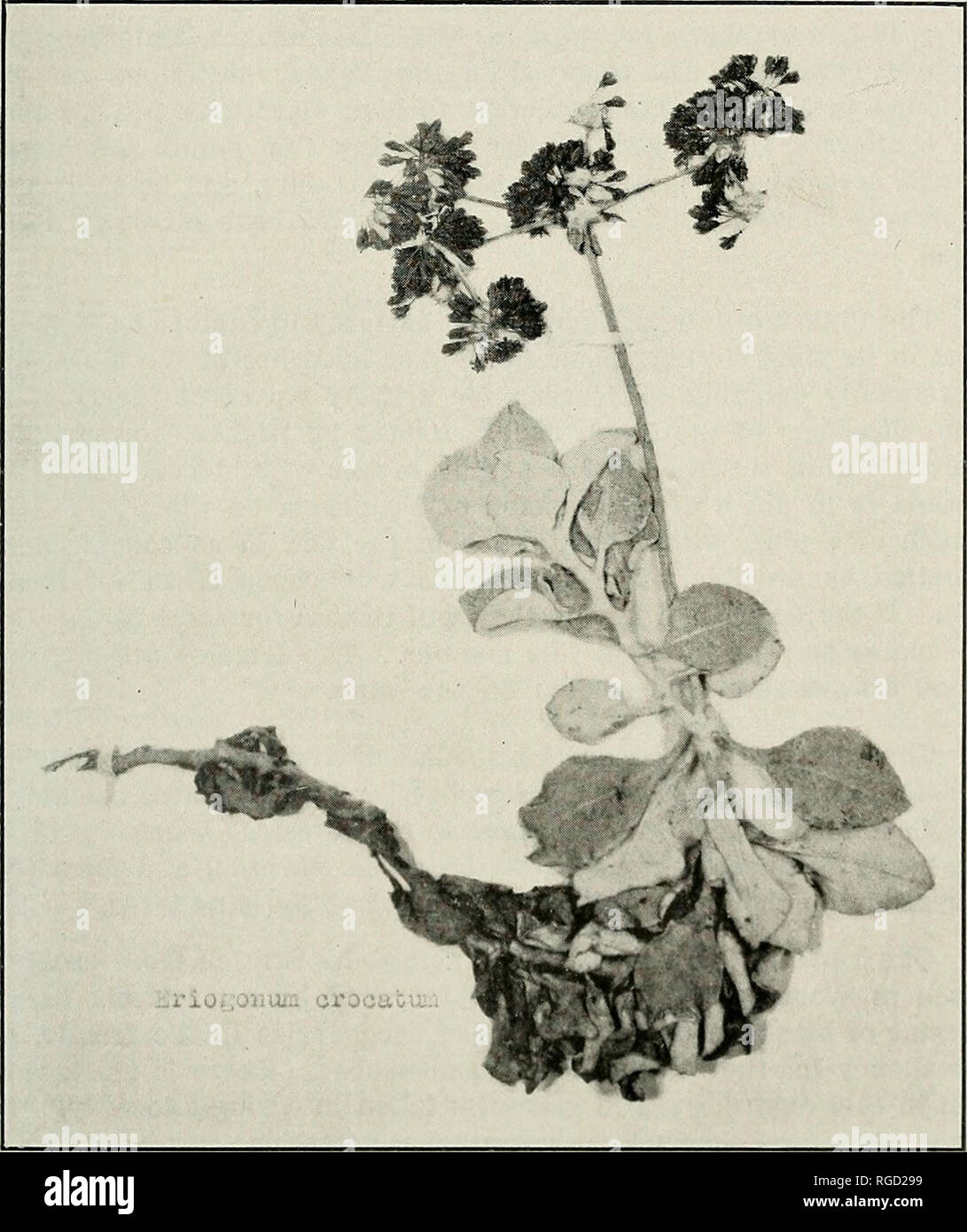 Plant with suborbicular leaves hi-res stock photography and images - Alamy