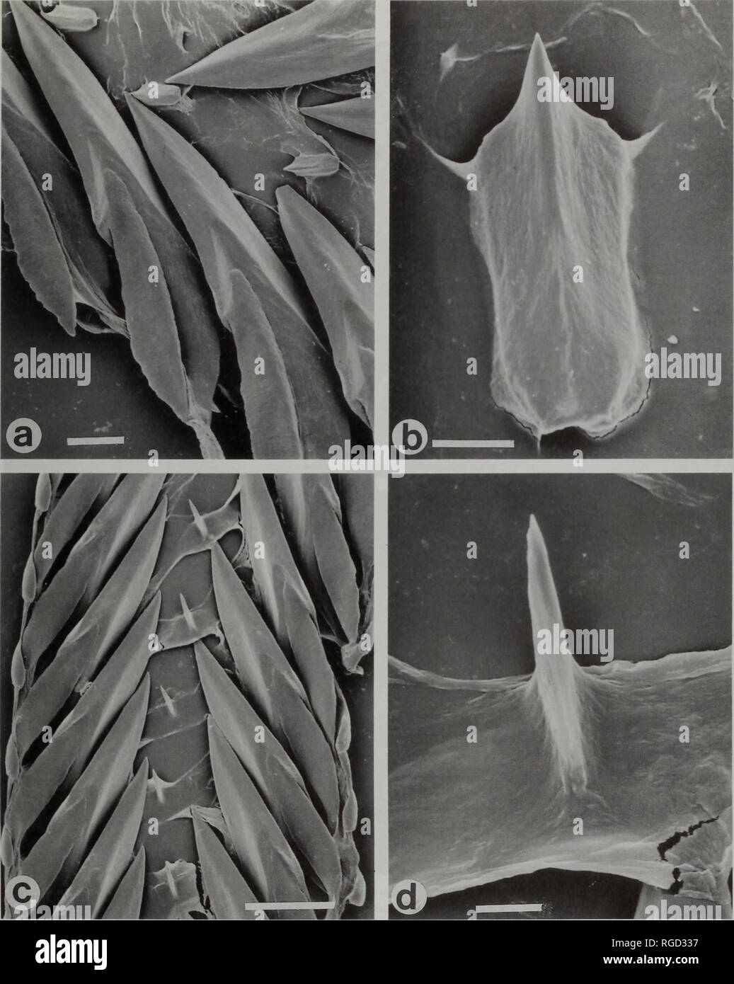 Turricula hi-res stock photography and images - Alamy