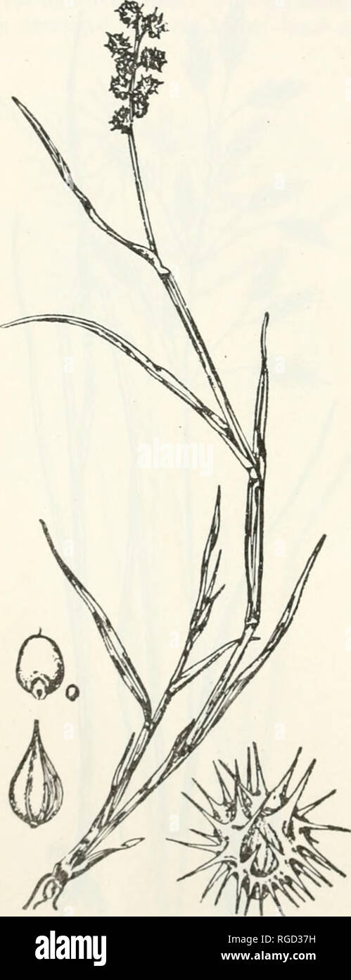 Sandbur hi-res stock photography and images - Alamy