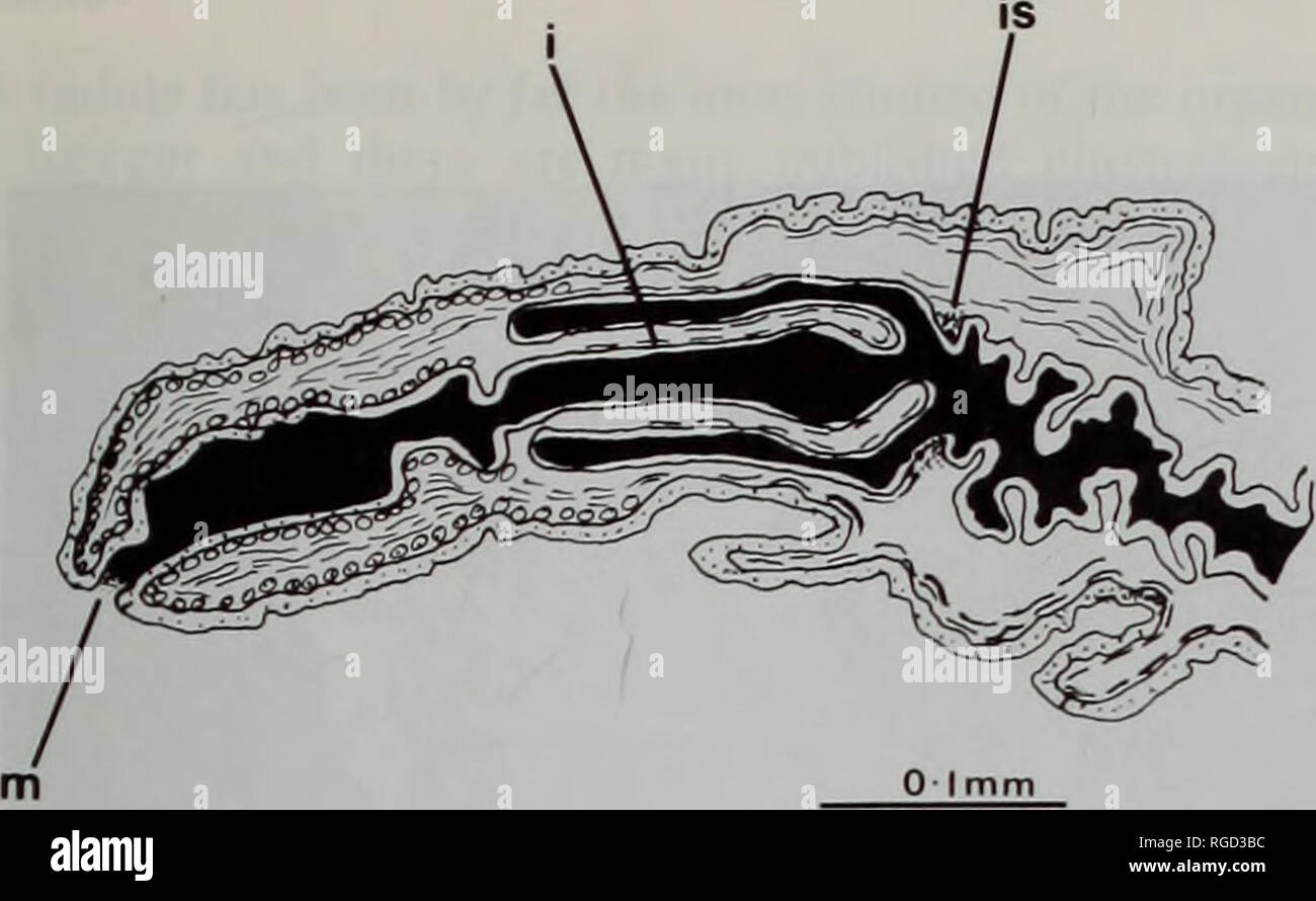 . Bulletin of the Natural History Museum Zoology. FOREGUT ANATOMY AND ...