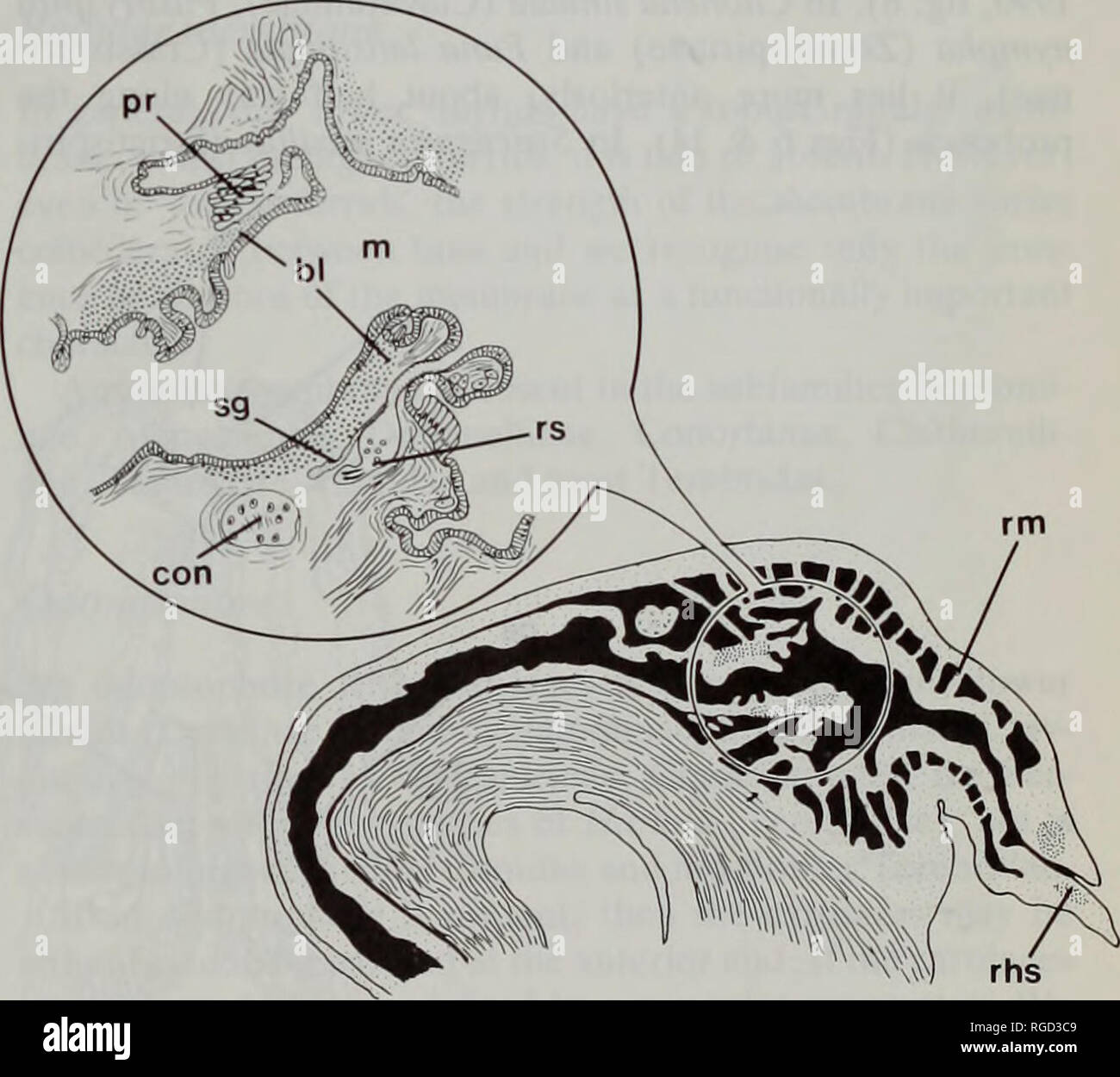 . Bulletin of the Natural History Museum Zoology. rhs sng Fig. 7 Conus ...