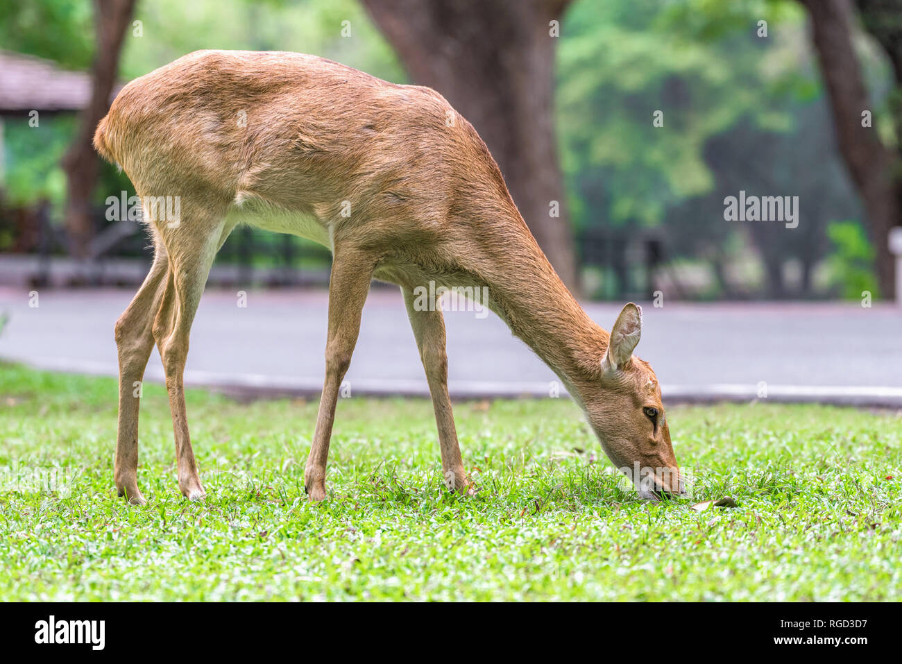 Antelope walking on green grass Stock Photo - Alamy