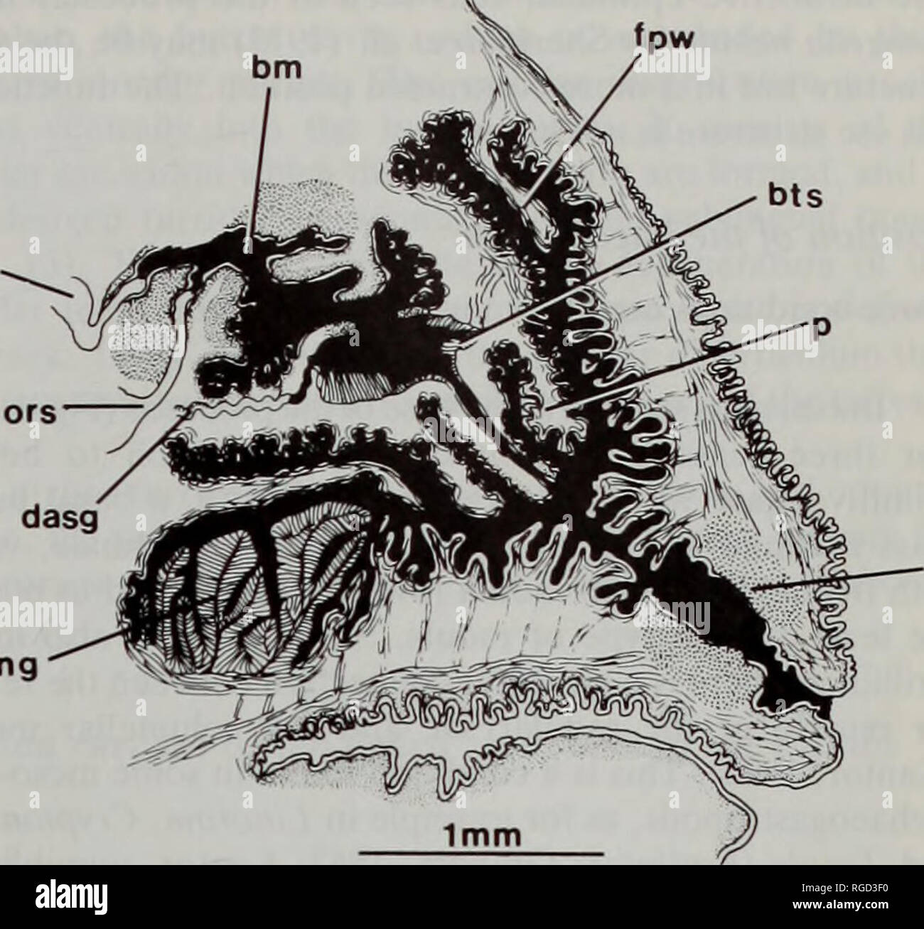 . Bulletin of the Natural History Museum Zoology. bts Fig. 6 Clionella ...