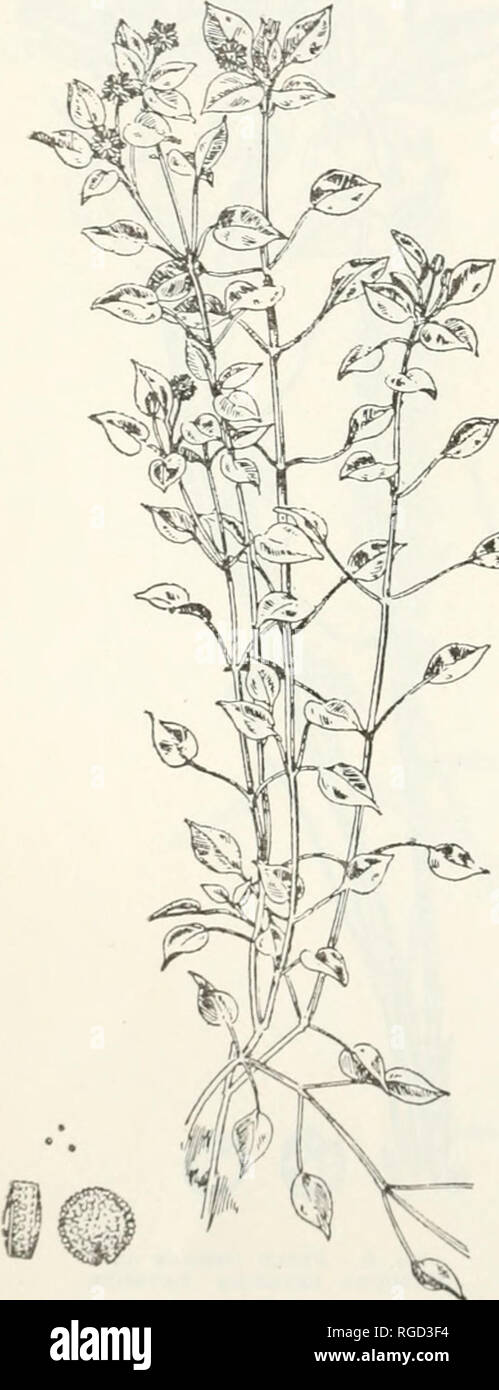 Weak sprawling stem hi-res stock photography and images - Alamy