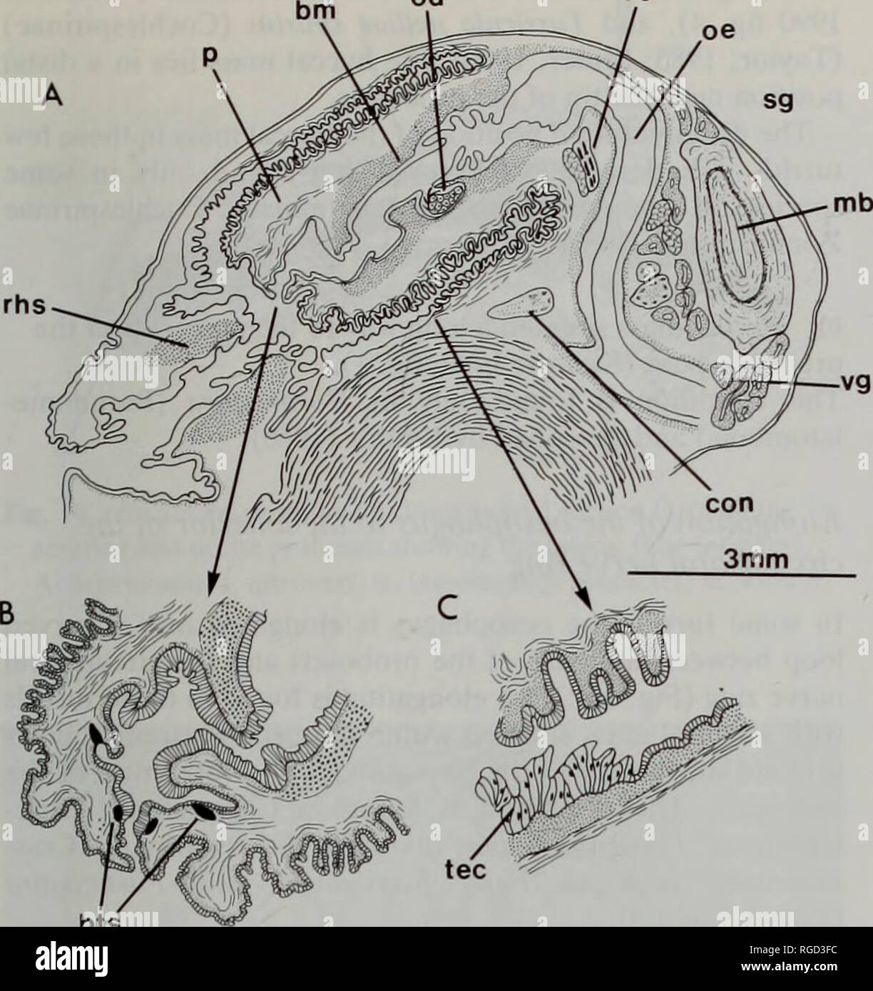 . Bulletin of the Natural History Museum Zoology. FOREGUT ANATOMY AND CLASSIFICATION OF CONOIDEA ...