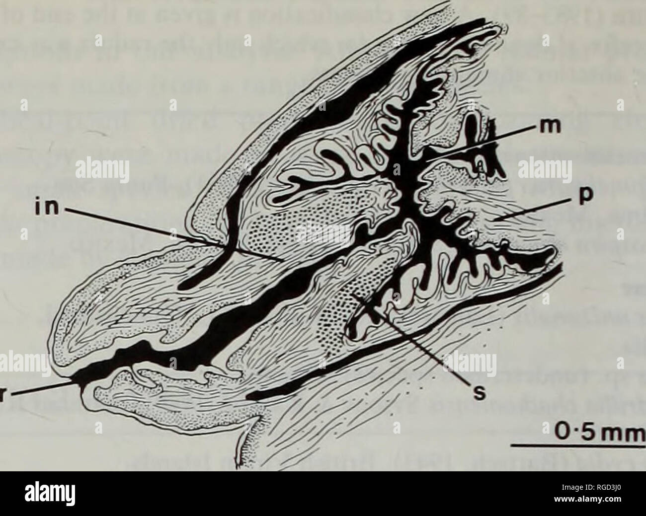 . Bulletin of the Natural History Museum Zoology. 128 J.D. TAYLOR, Y.I ...