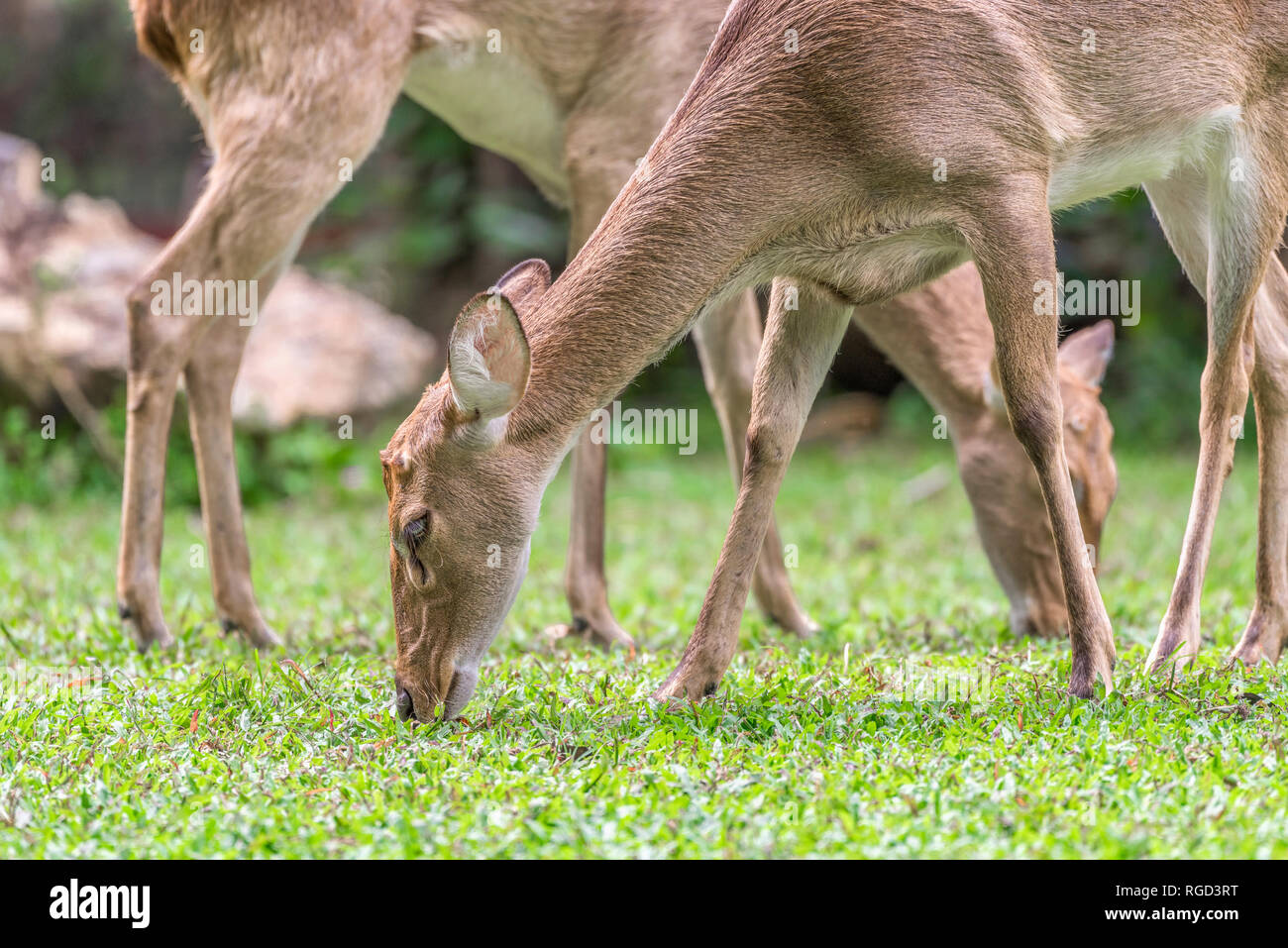 Antelope walking on green grass Stock Photo - Alamy