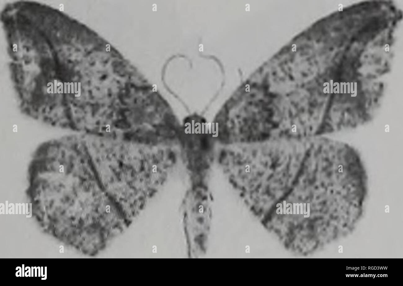 Thyestes hi-res stock photography and images - Alamy