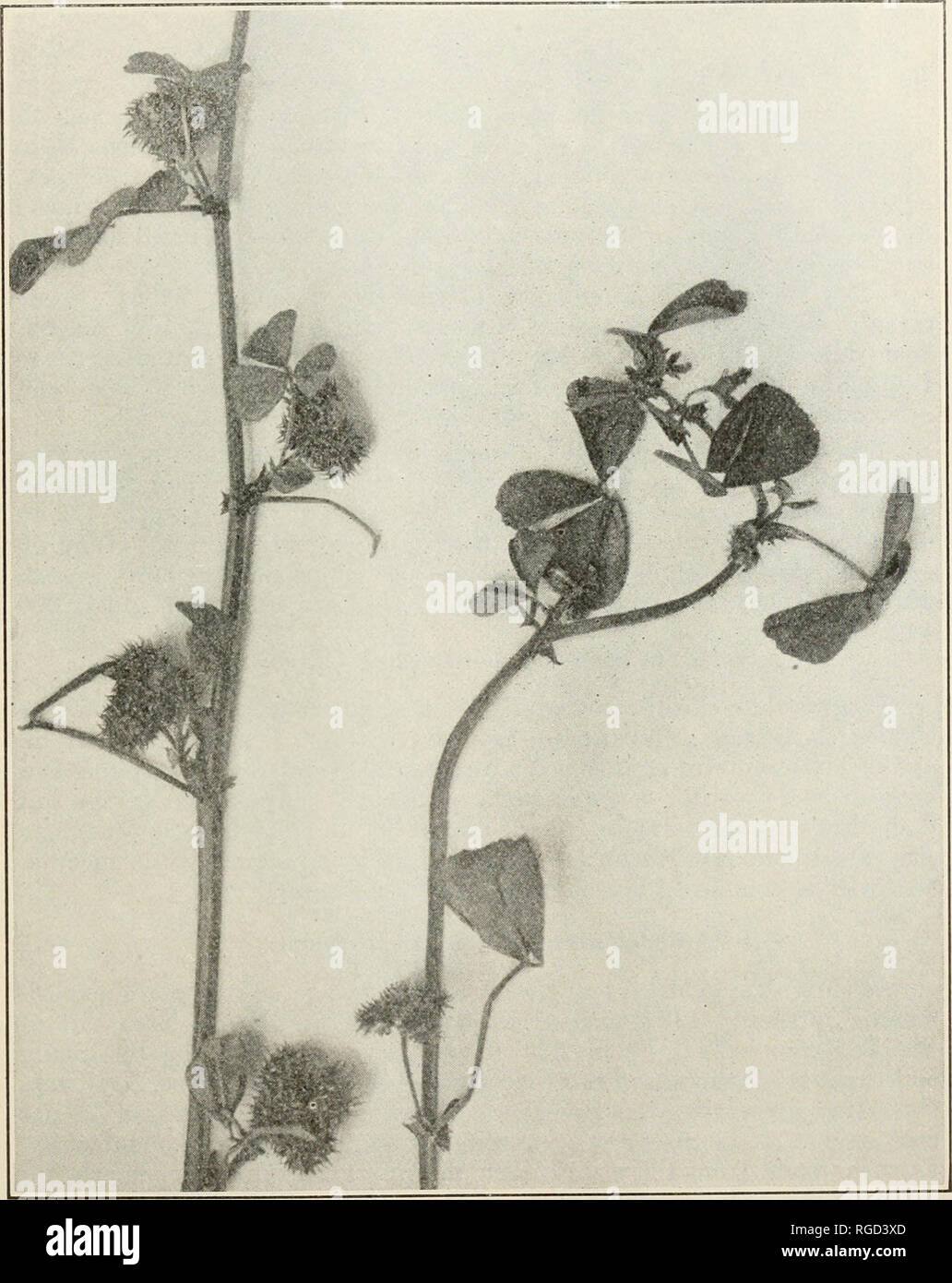 Medicago maculata hi-res stock photography and images - Alamy