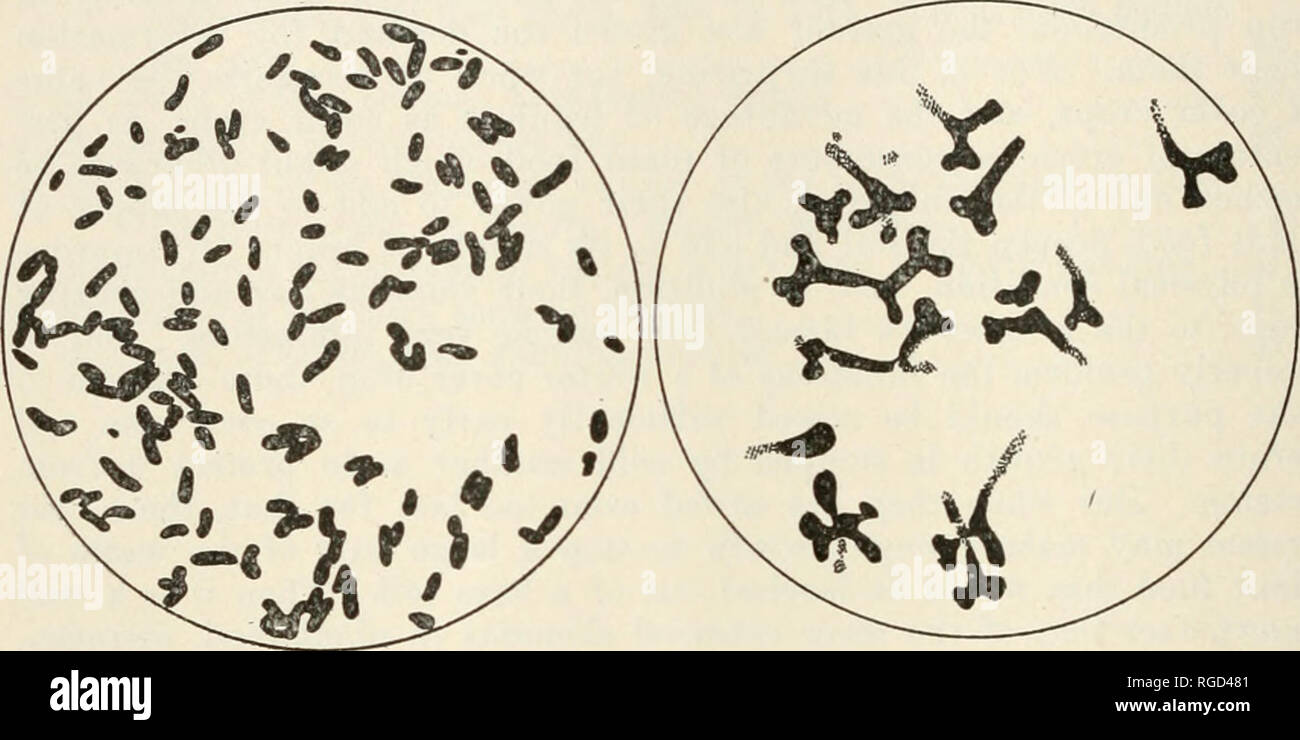 Burr clover hi-res stock photography and images - Alamy
