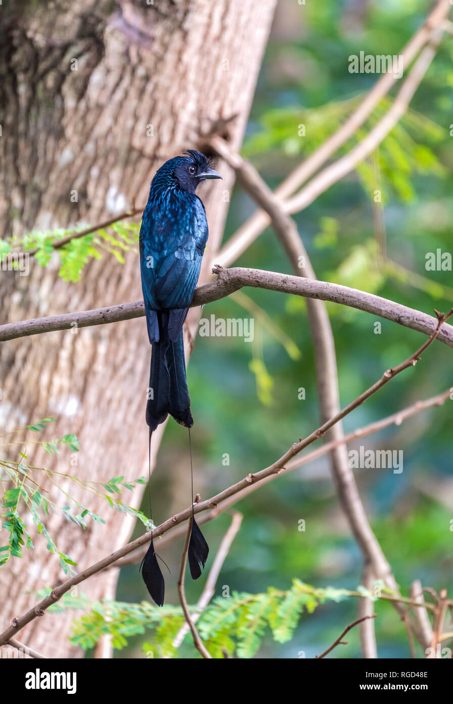 Racket tailed drongo hi-res stock photography and images - Alamy