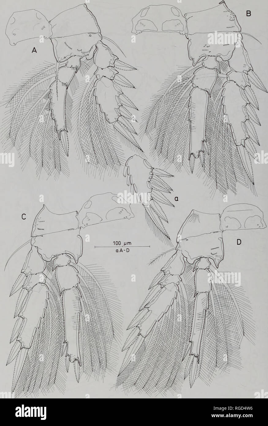 Oncaea Venusta High Resolution Stock Photography and Images - Alamy