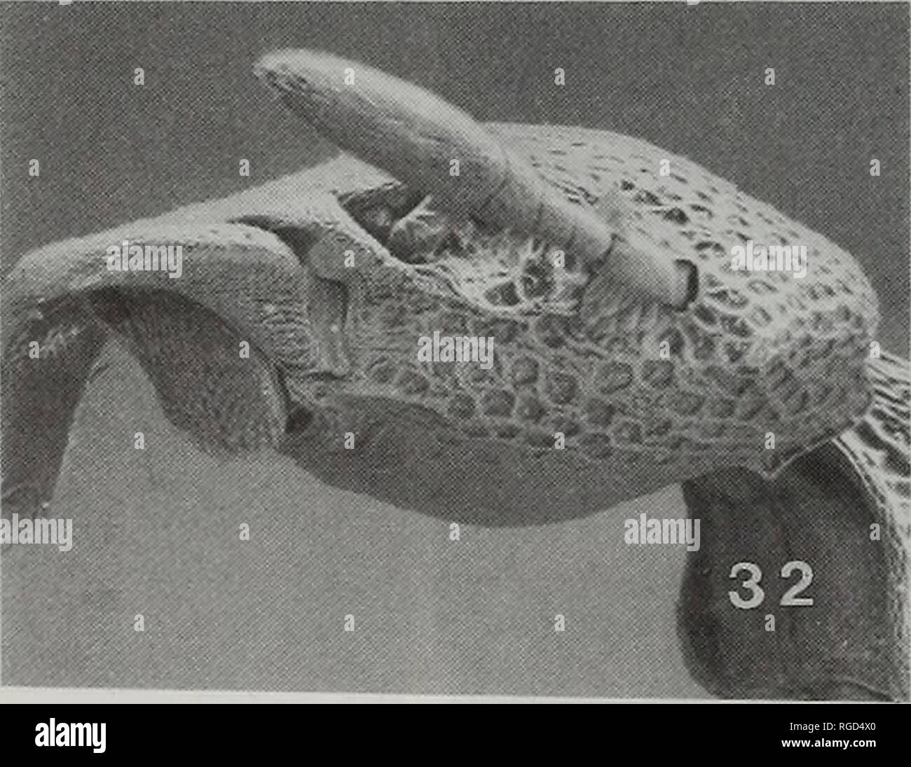 Daceton armigerum hi-res stock photography and images - Alamy