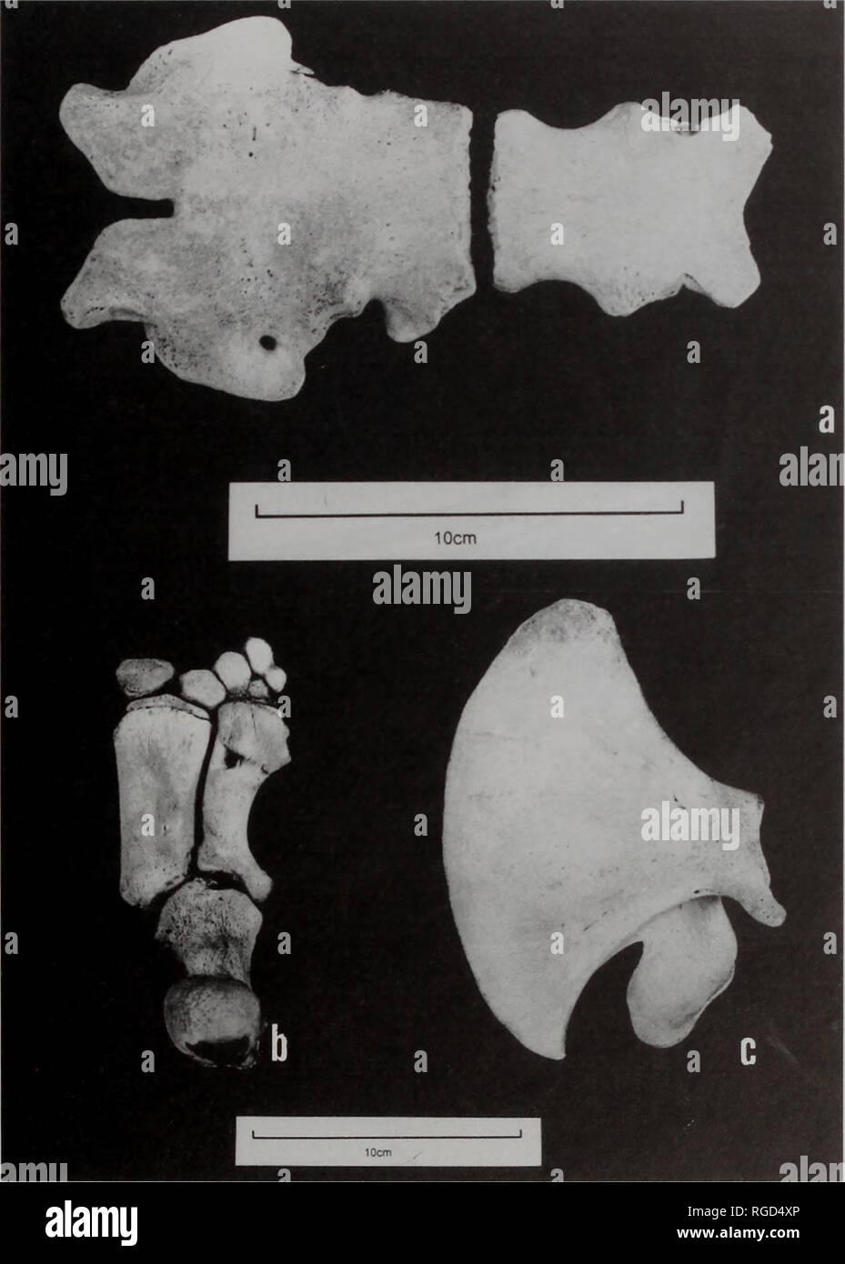 . Bulletin of the Natural History Museum Zoology. REDESCRIPTION OF THE ...