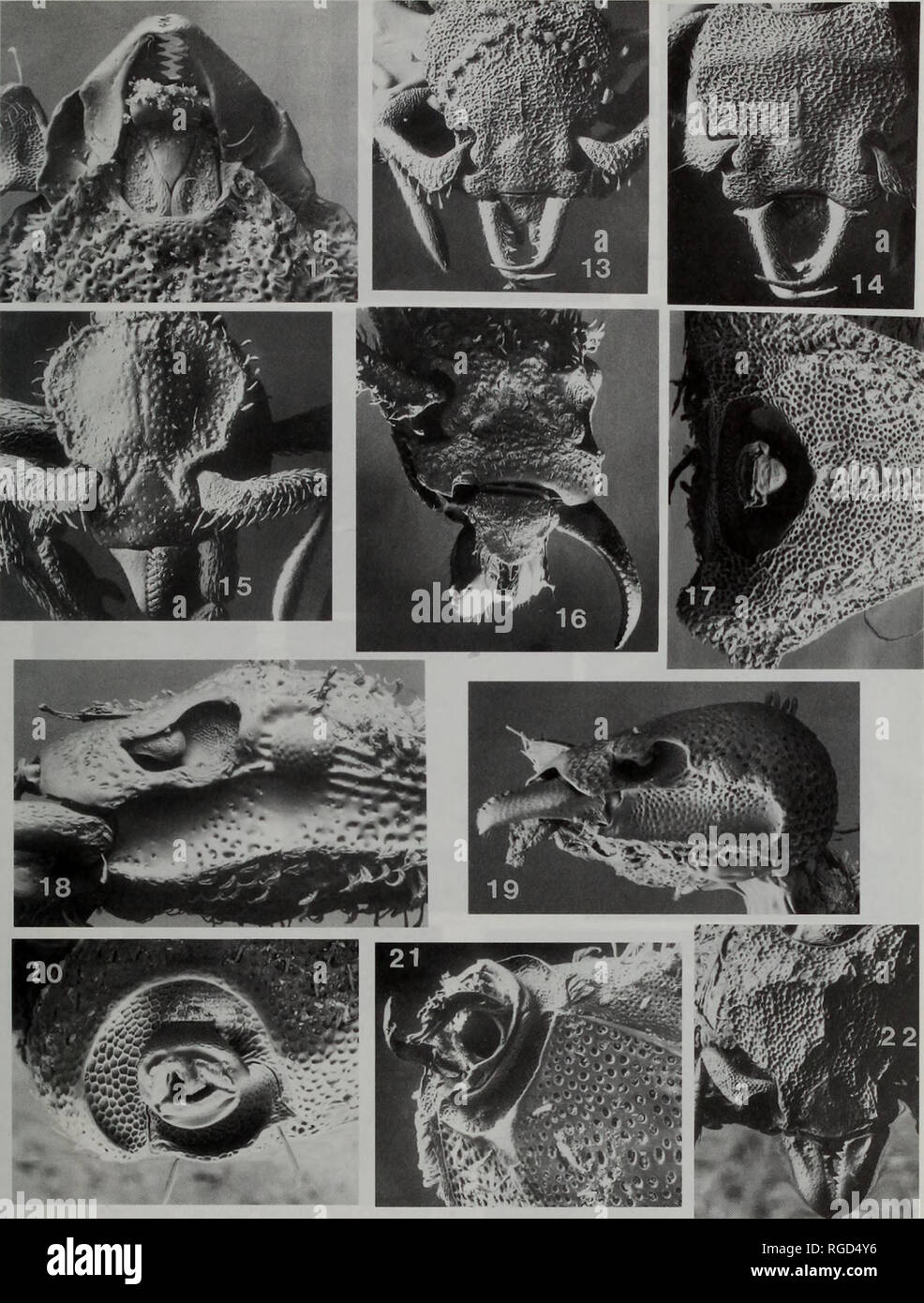 . Bulletin of the Natural History Museum Entomology. MONOPHYLY OF THE ...