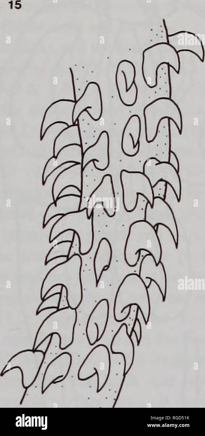 . Bulletin of the Natural History Museum Zoology. . Fig. 14 Nybelinia ...