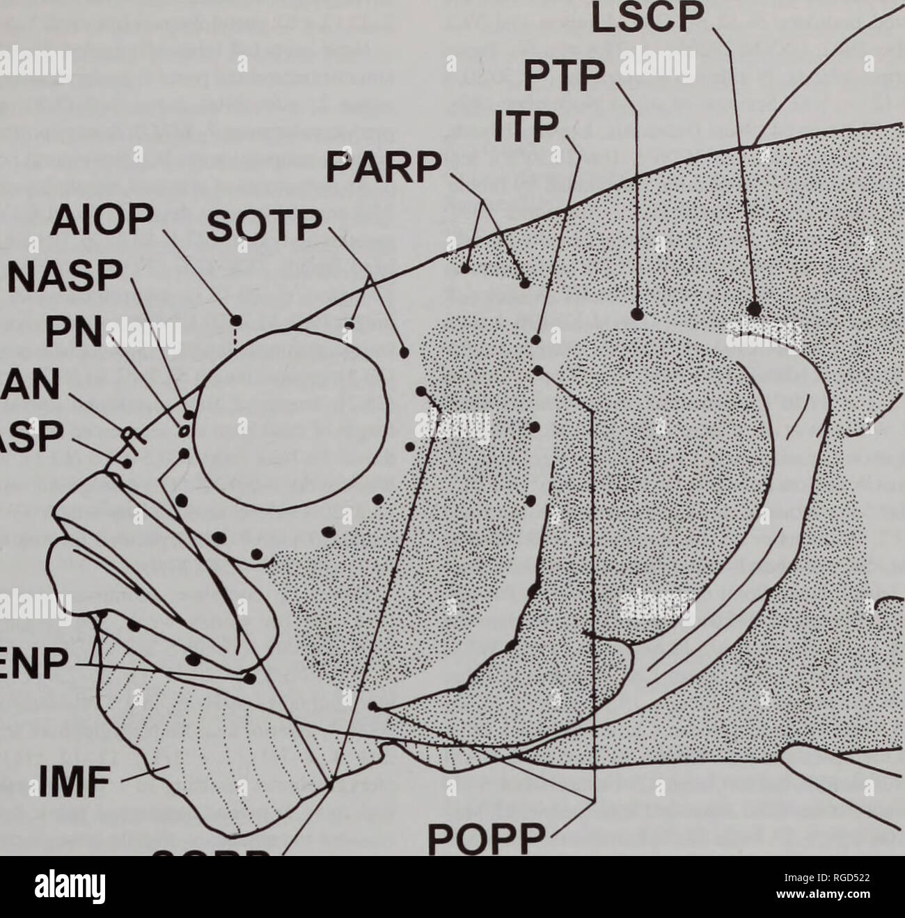 Nasp hi-res stock photography and images - Alamy
