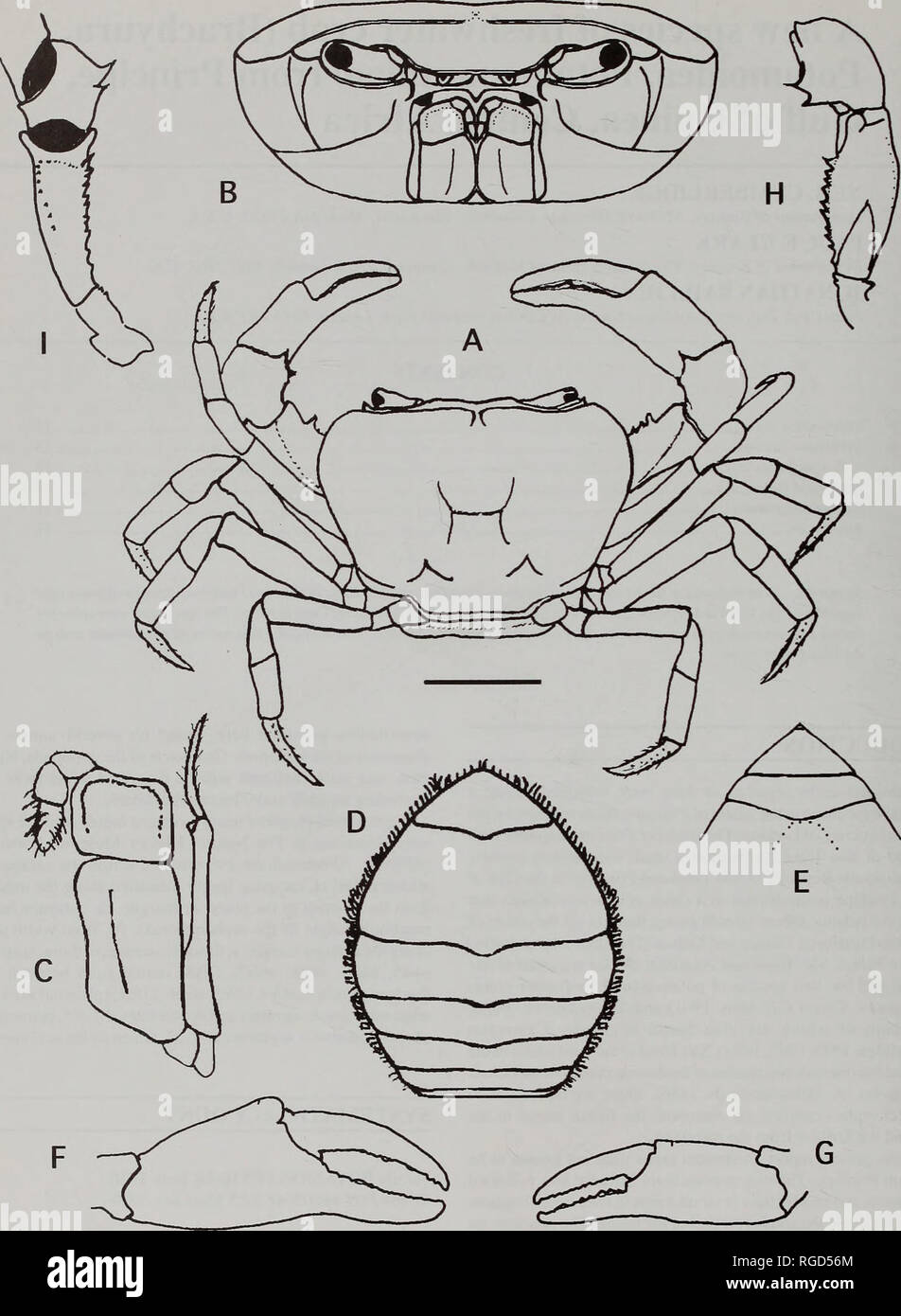 Potamonautes hi-res stock photography and images - Alamy