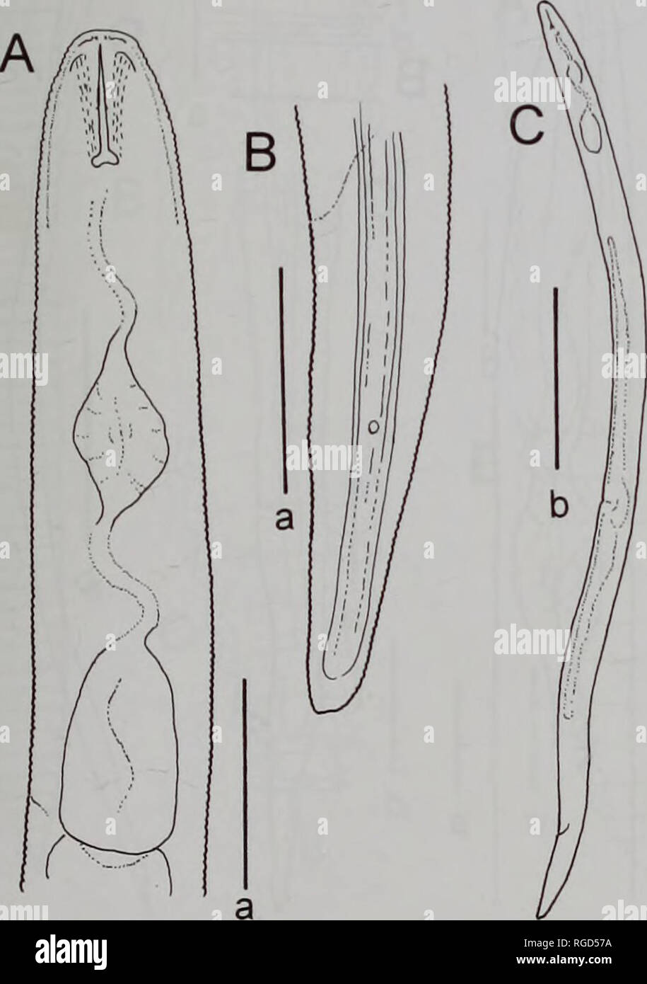 Labial scale hi-res stock photography and images - Alamy