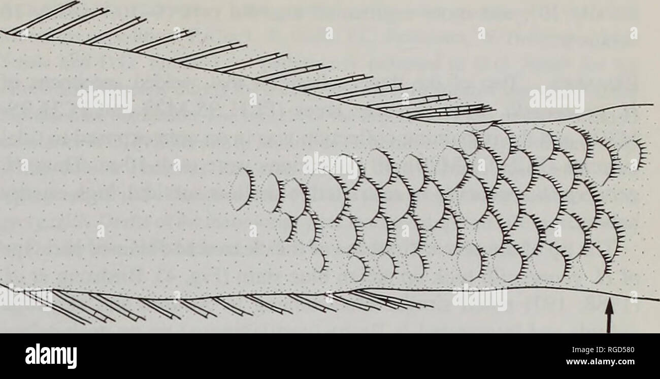 . Bulletin of the Natural History Museum Zoology. . Fig. 5 ...