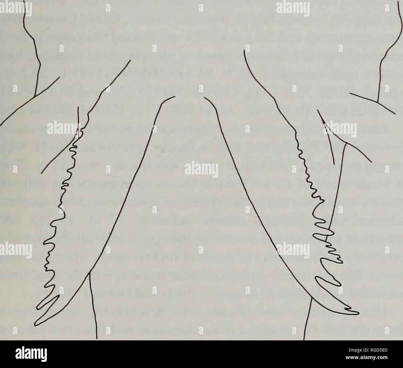 Rows of conical teeth hi-res stock photography and images - Alamy