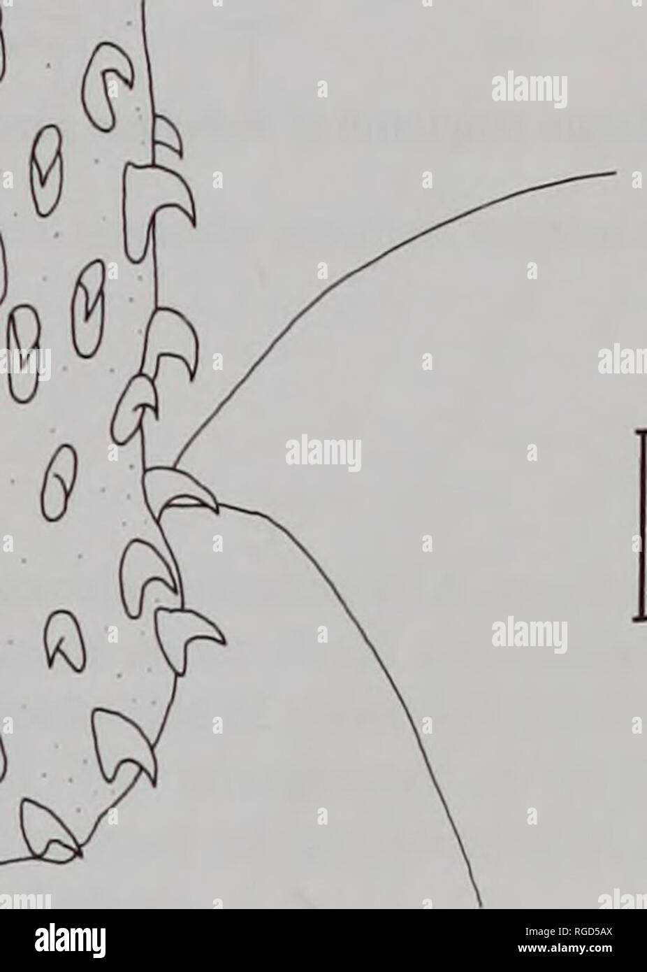 Tetrarhynchus hi-res stock photography and images - Alamy