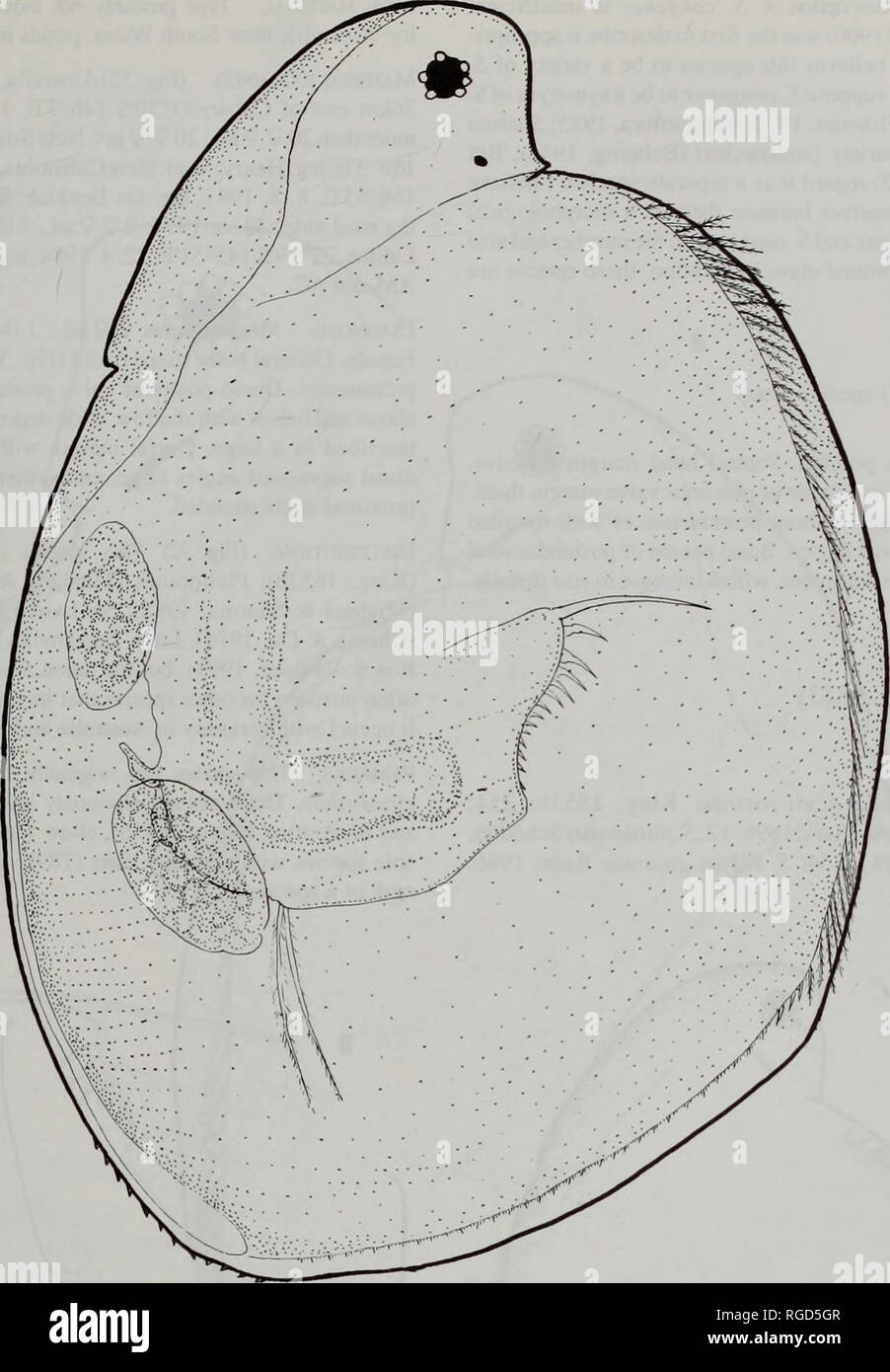 Daphnia sp hi-res stock photography and images - Alamy