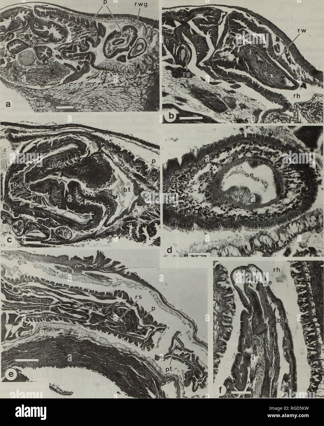 . Bulletin of the Natural History Museum Zoology. 82 Y.I. KANTOR, A ...