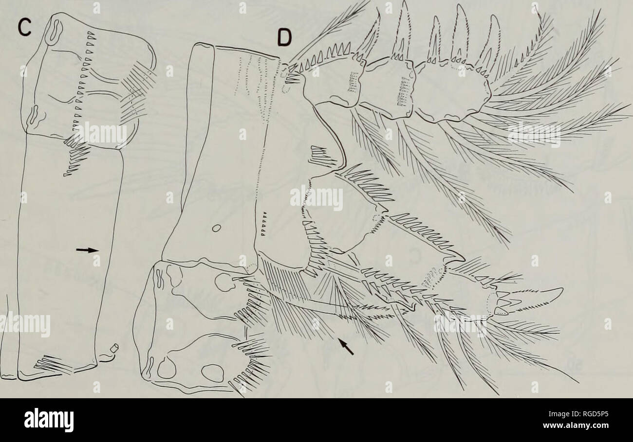 . Bulletin of the Natural History Museum Zoology. 50. Fig. 4 P. affinis ...