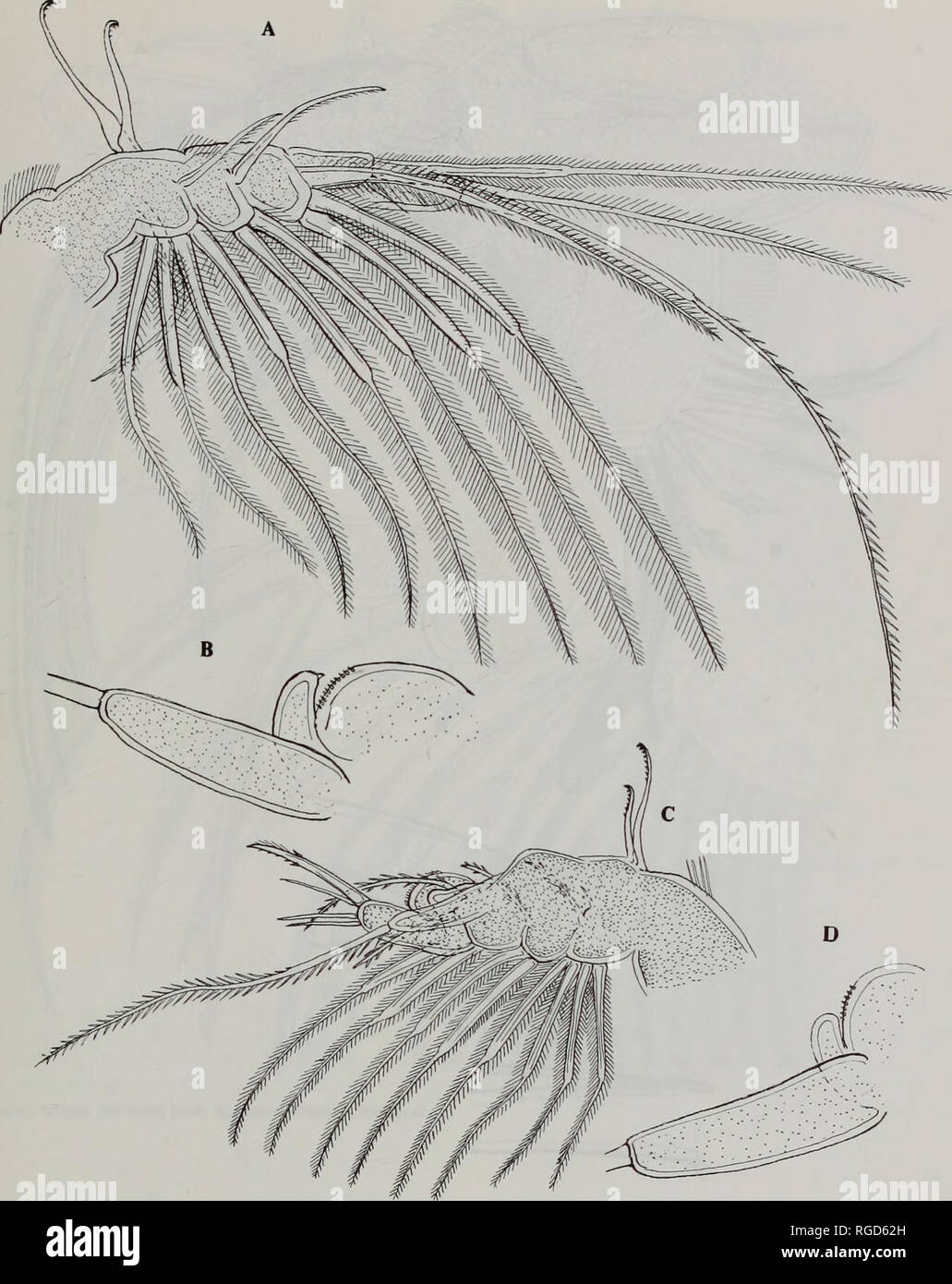 . Bulletin of the Natural History Museum Zoology. REVISION OF ...