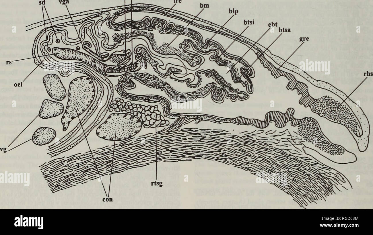 Turricula hi-res stock photography and images - Alamy