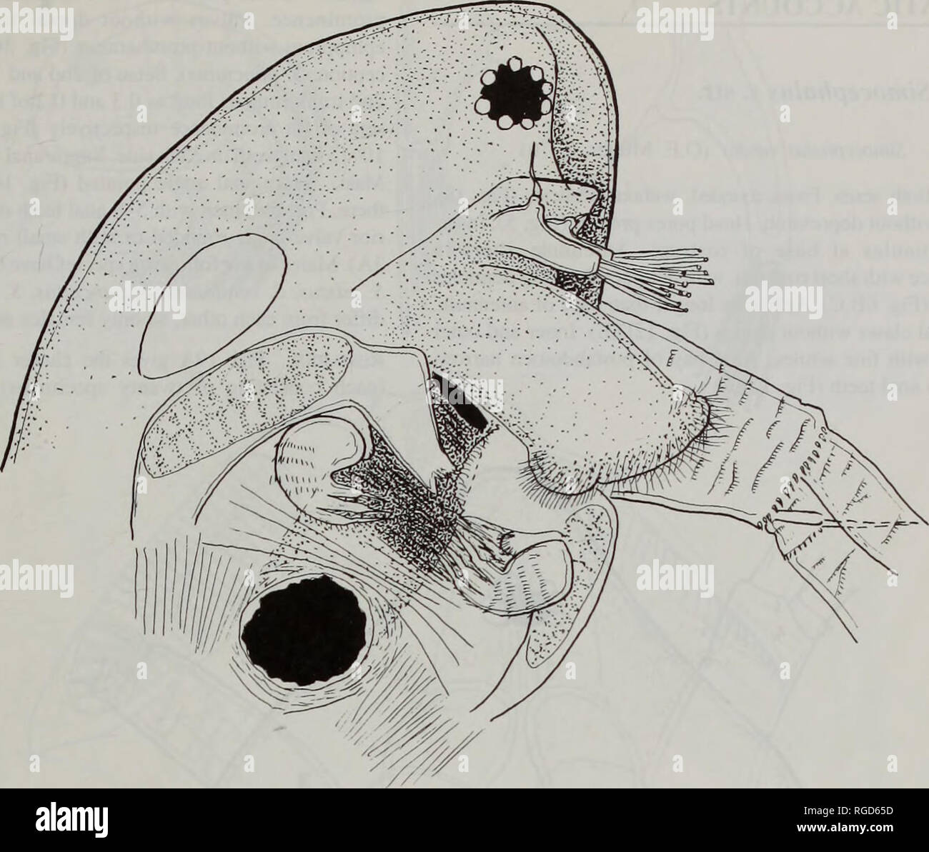 . Bulletin of the Natural History Museum Zoology. REVISION OF ...