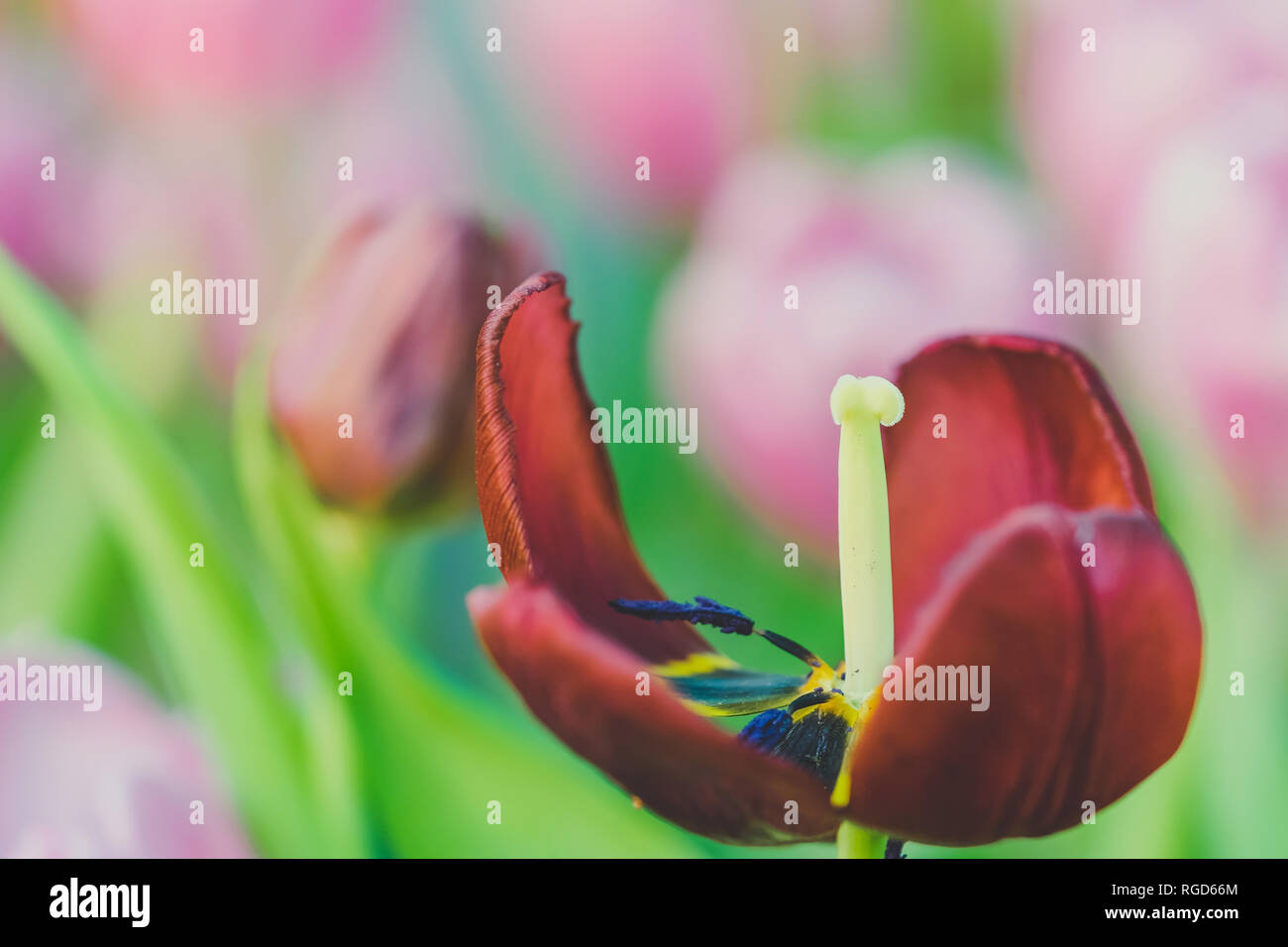 Darwin tulip group white tulips hi-res stock photography and images - Alamy