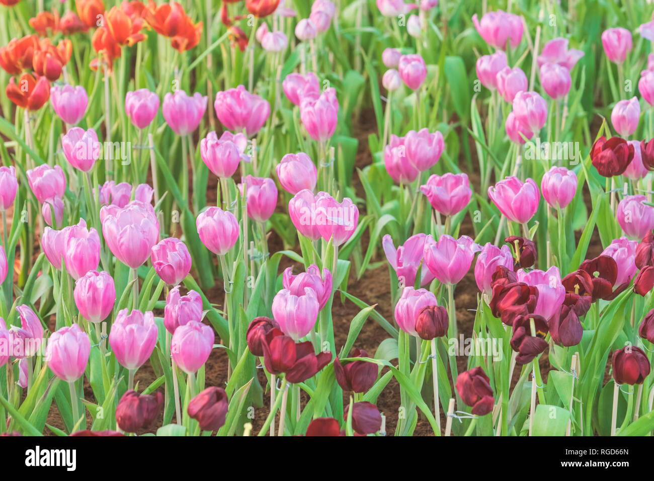 Darwin tulip group white tulips hi-res stock photography and images - Alamy