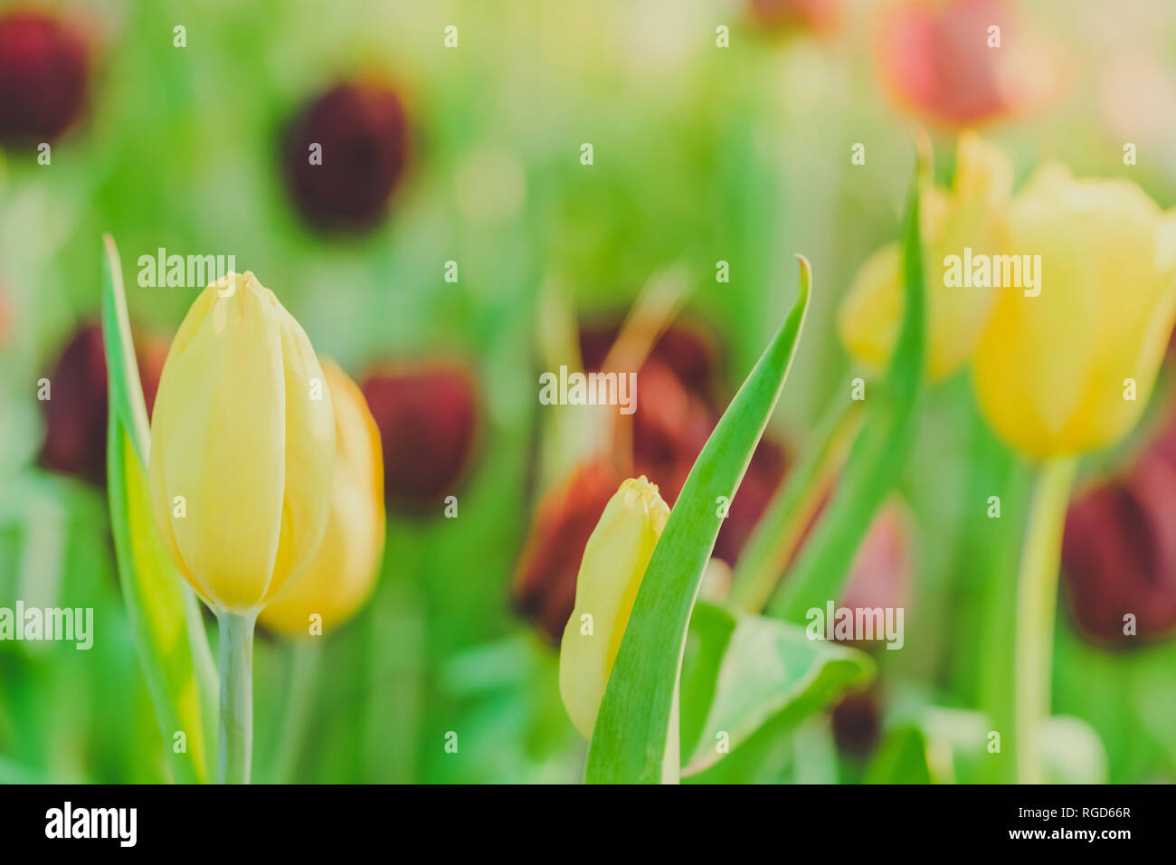 Darwin tulip group white tulips hi-res stock photography and images - Alamy