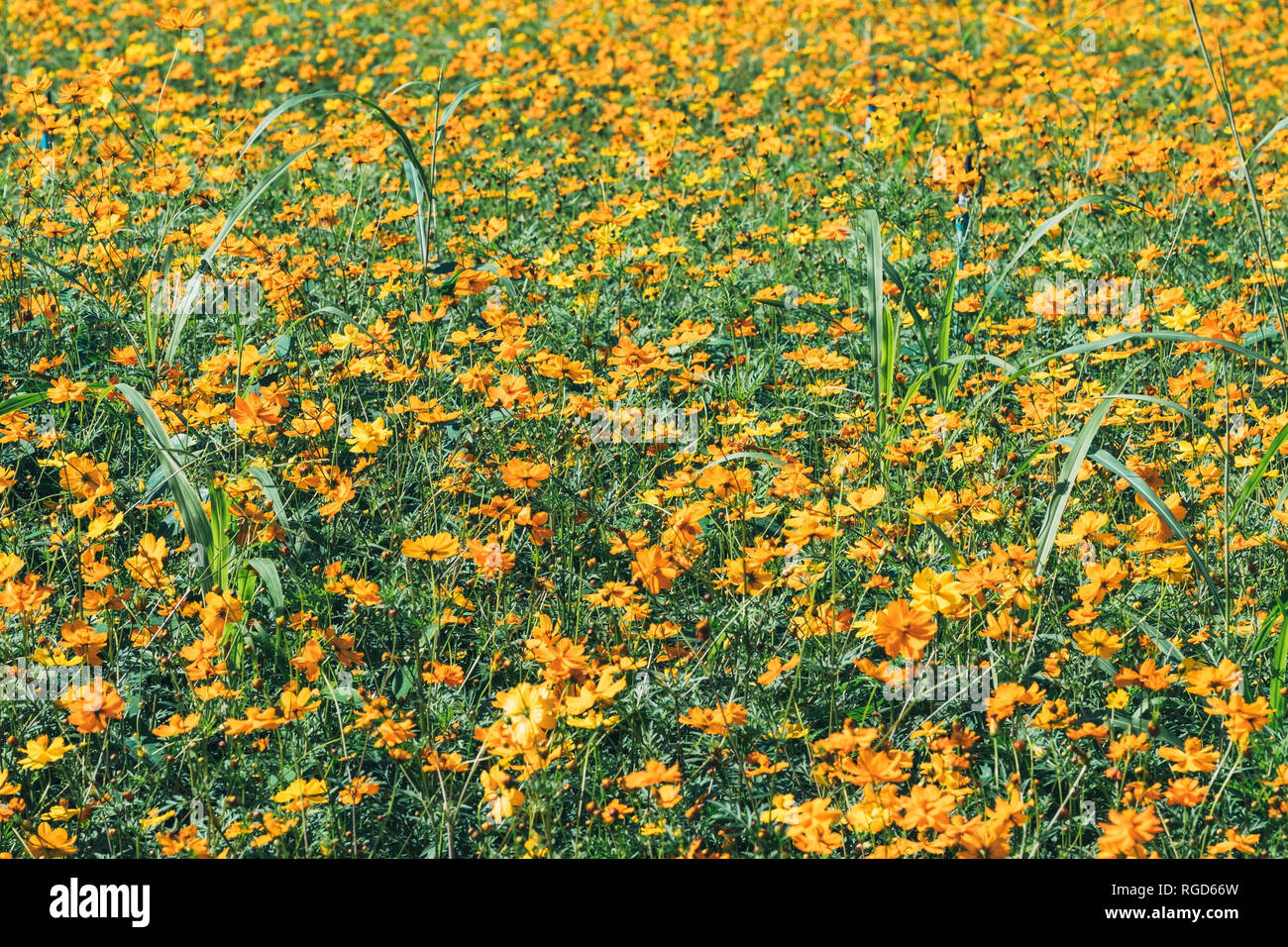 A Cluster of Cosmic Yellow Cosmos Flower in the Garden Stock Photo - Alamy