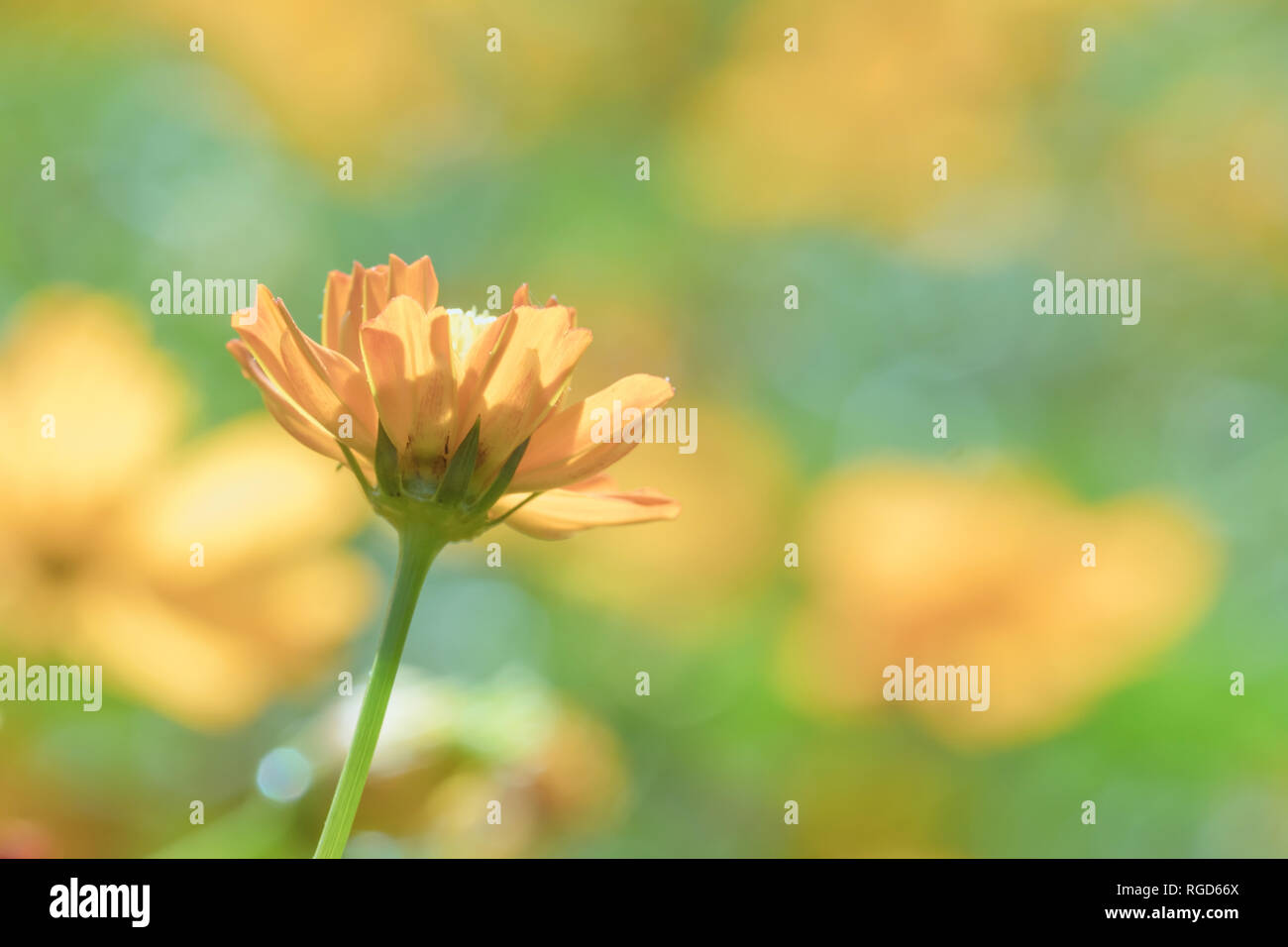 Cosmic yellow cosmos flower hi-res stock photography and images - Alamy