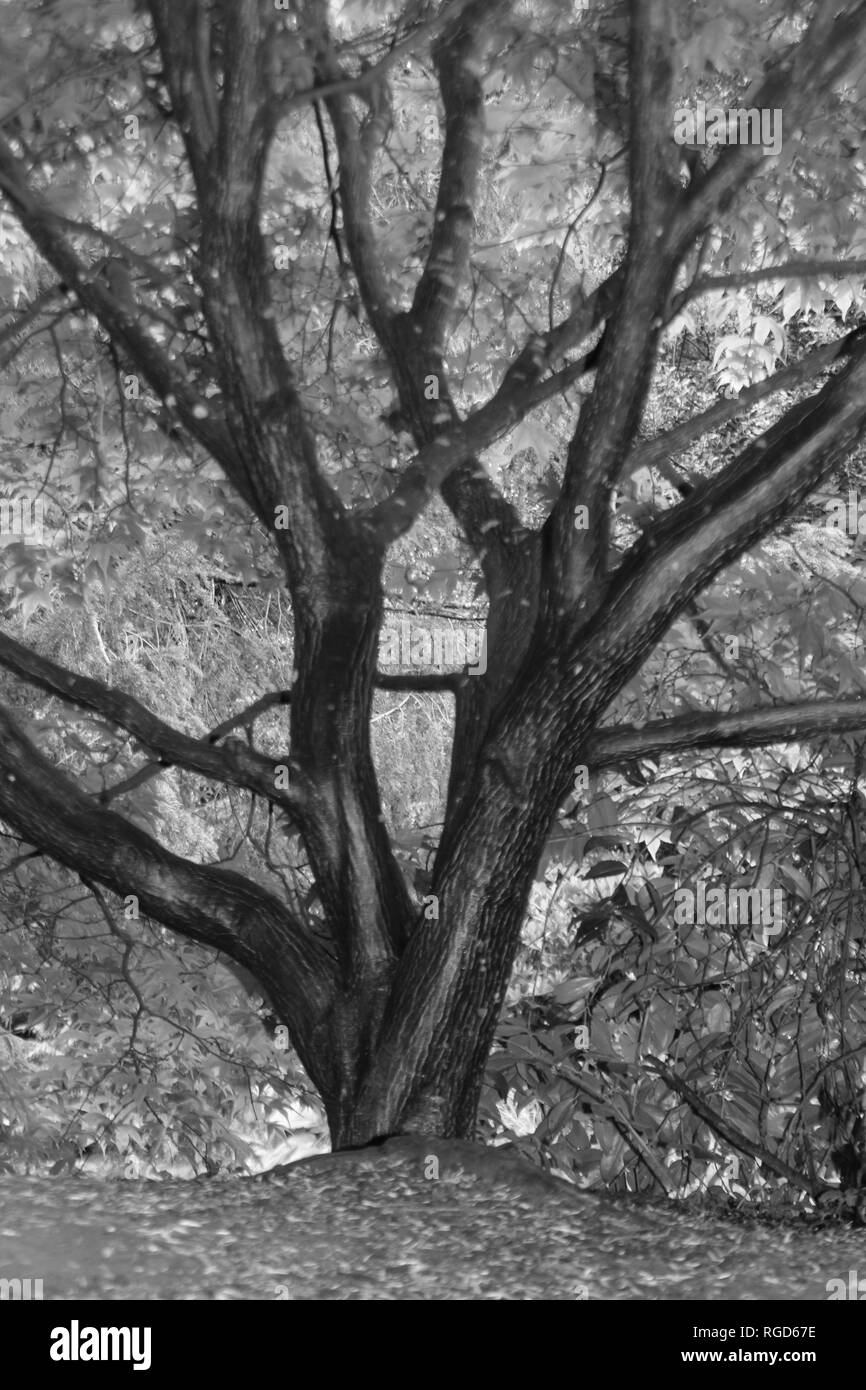 Celtic tree hi-res stock photography and images - Alamy