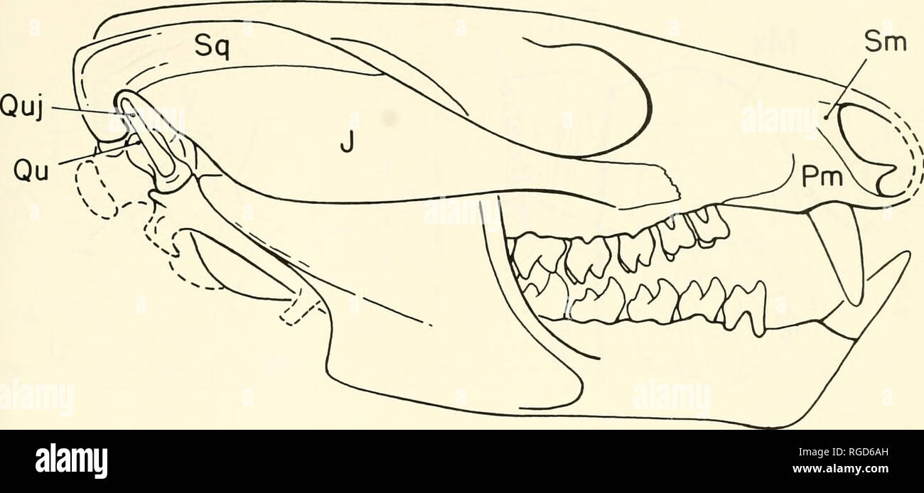 Tritylodontid hi-res stock photography and images - Alamy