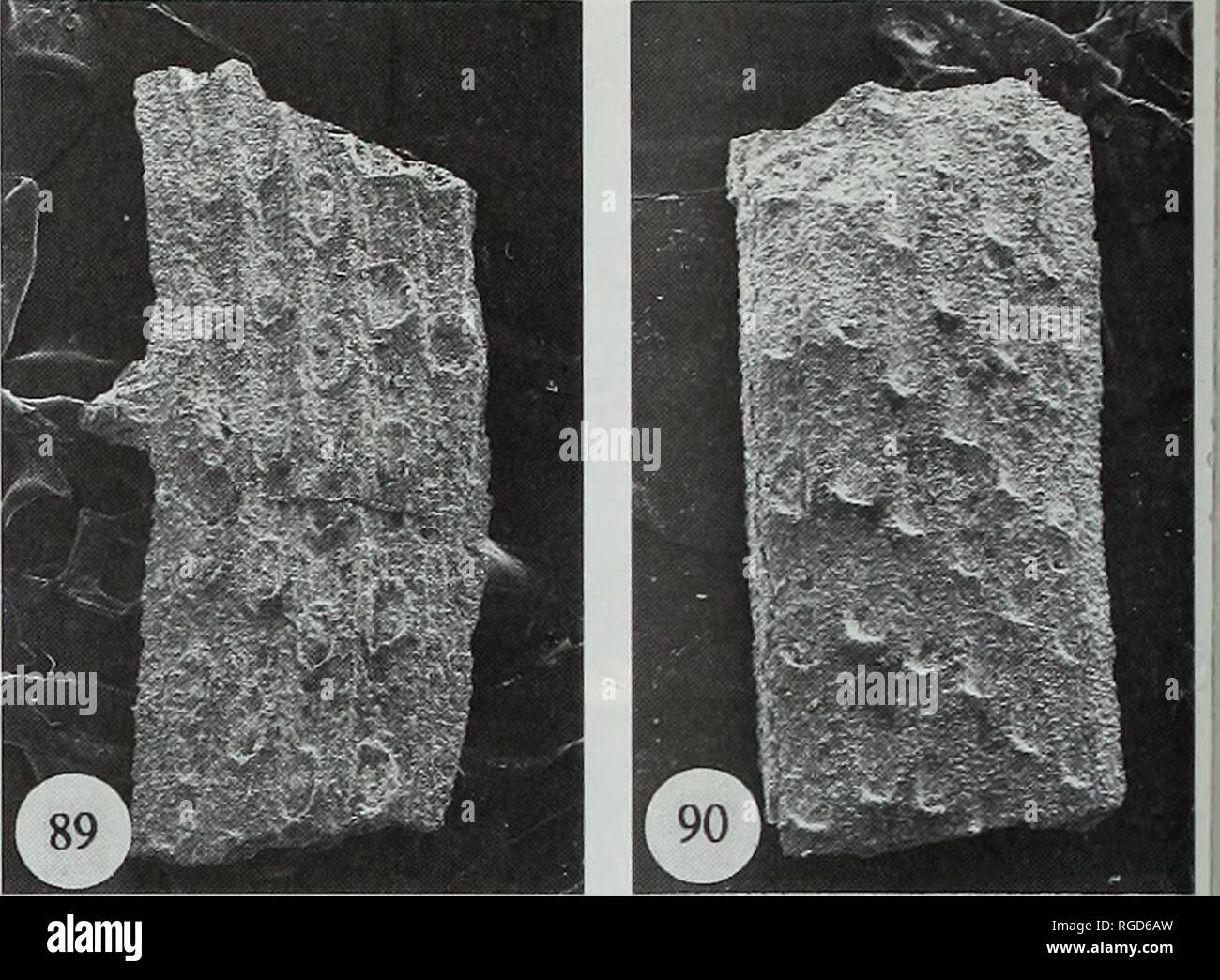 . Bulletin of the Natural Histort Museum. Geology series. 158 P.N. WYSE ...