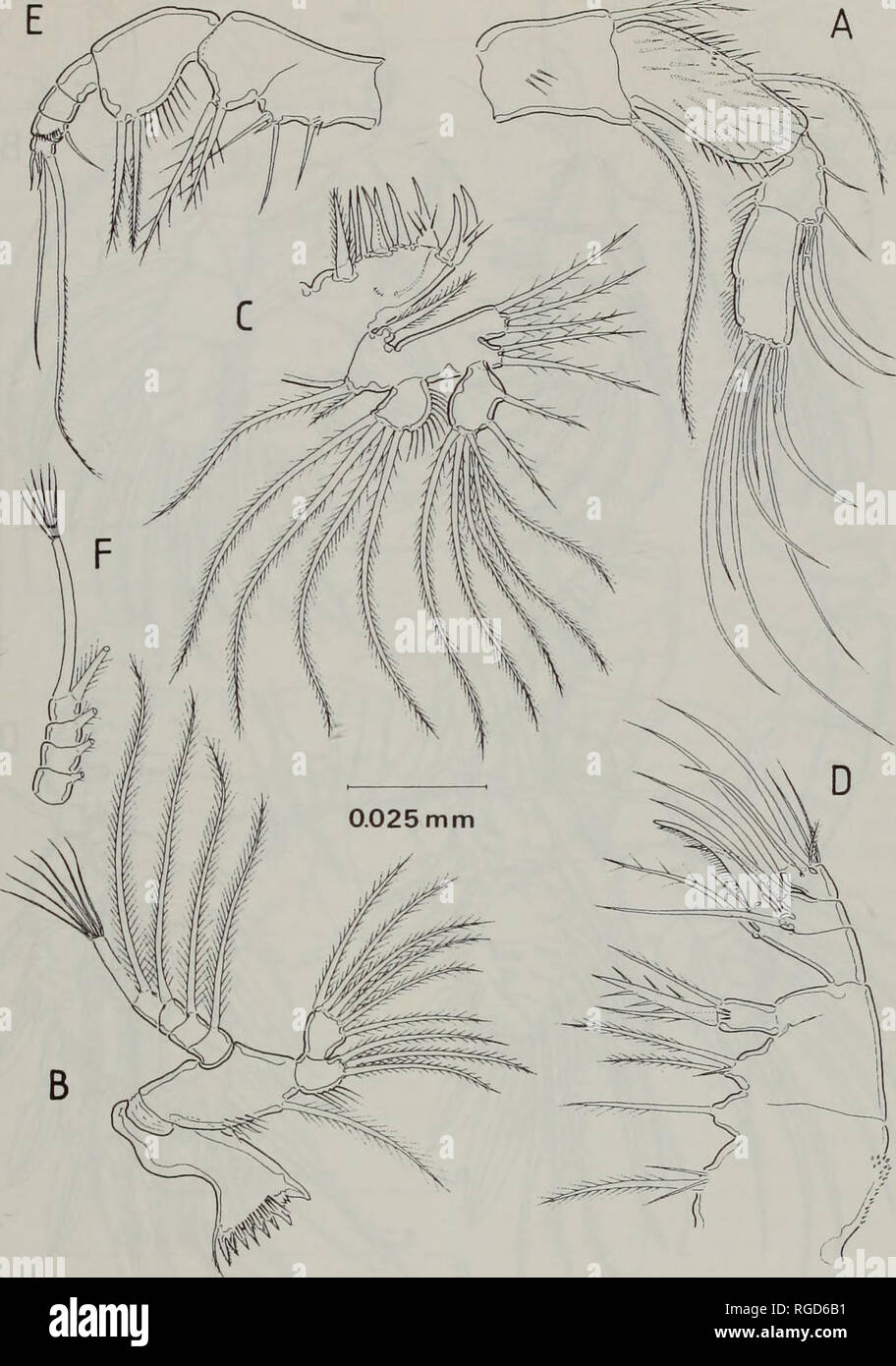 . Bulletin of the Natural History Museum Zoology. CYCLOPOIDS FROM ...