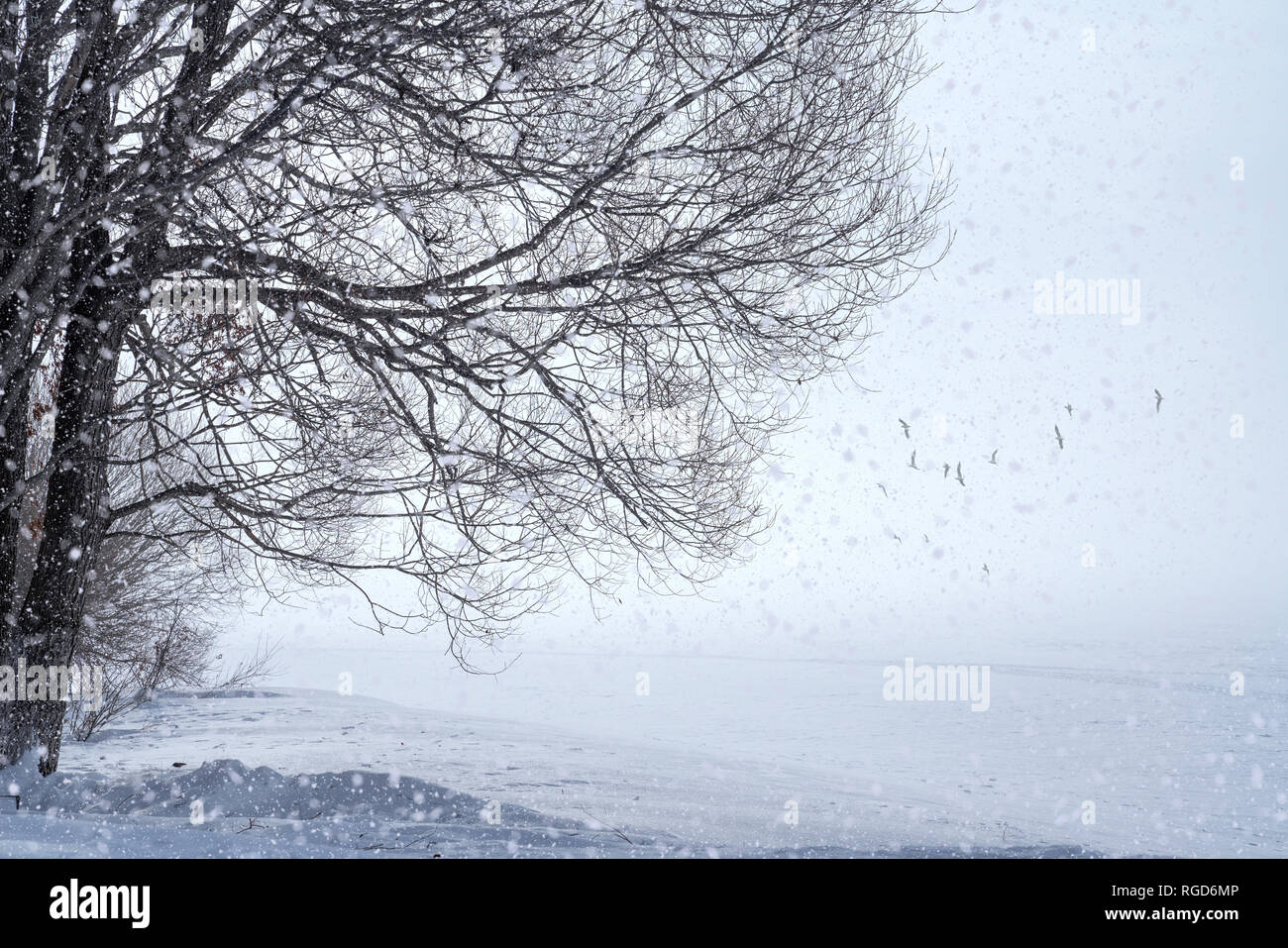 Beautiful tree in nature hi-res stock photography and images - Alamy