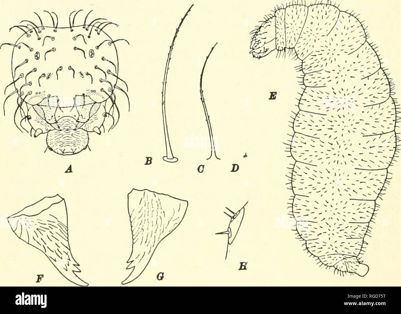Formicid hi-res stock photography and images - Alamy